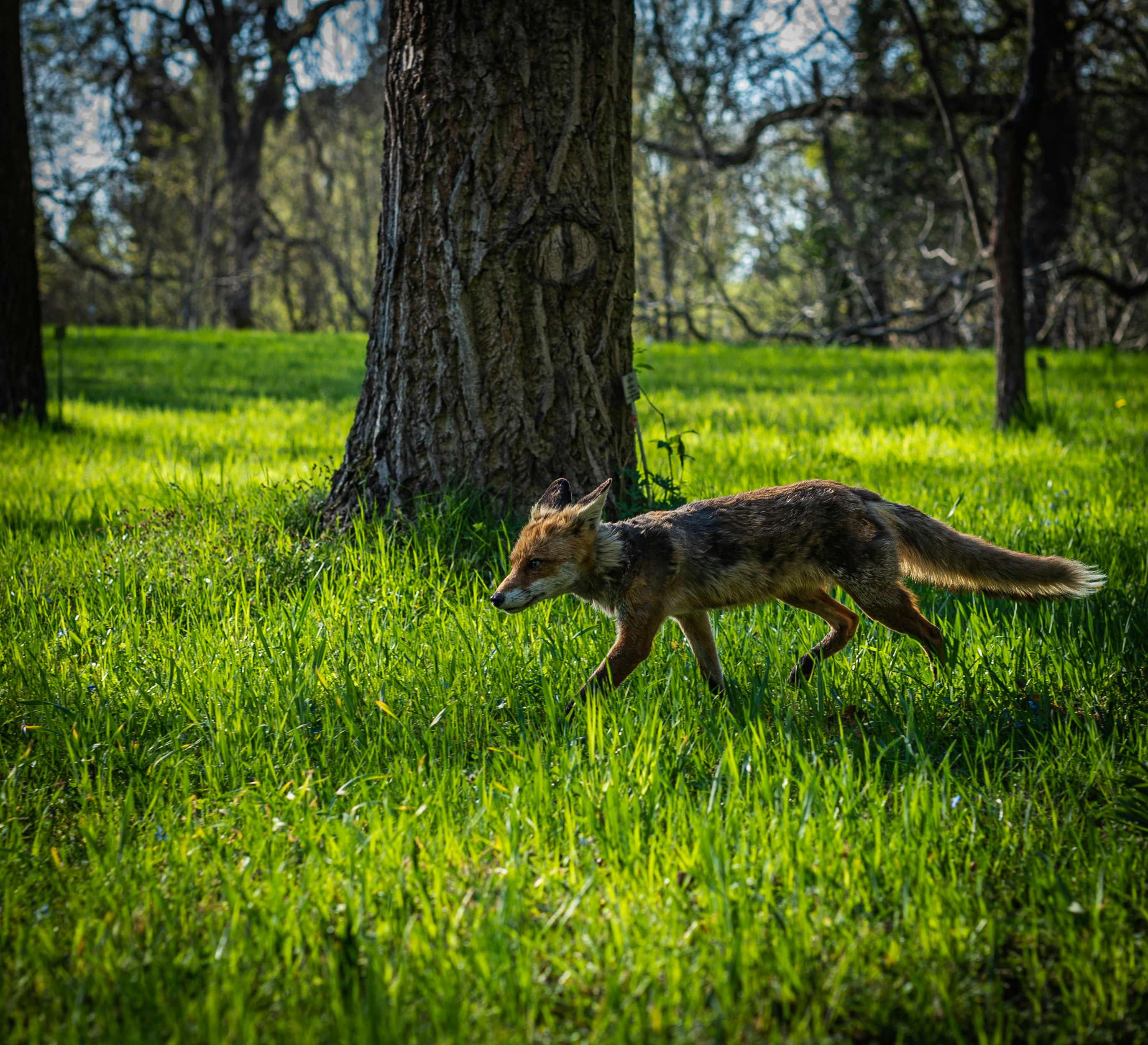Foto zum Thema Ein Fuchs rennt durch Gras – Kostenloses Bild zu Fuchs ...