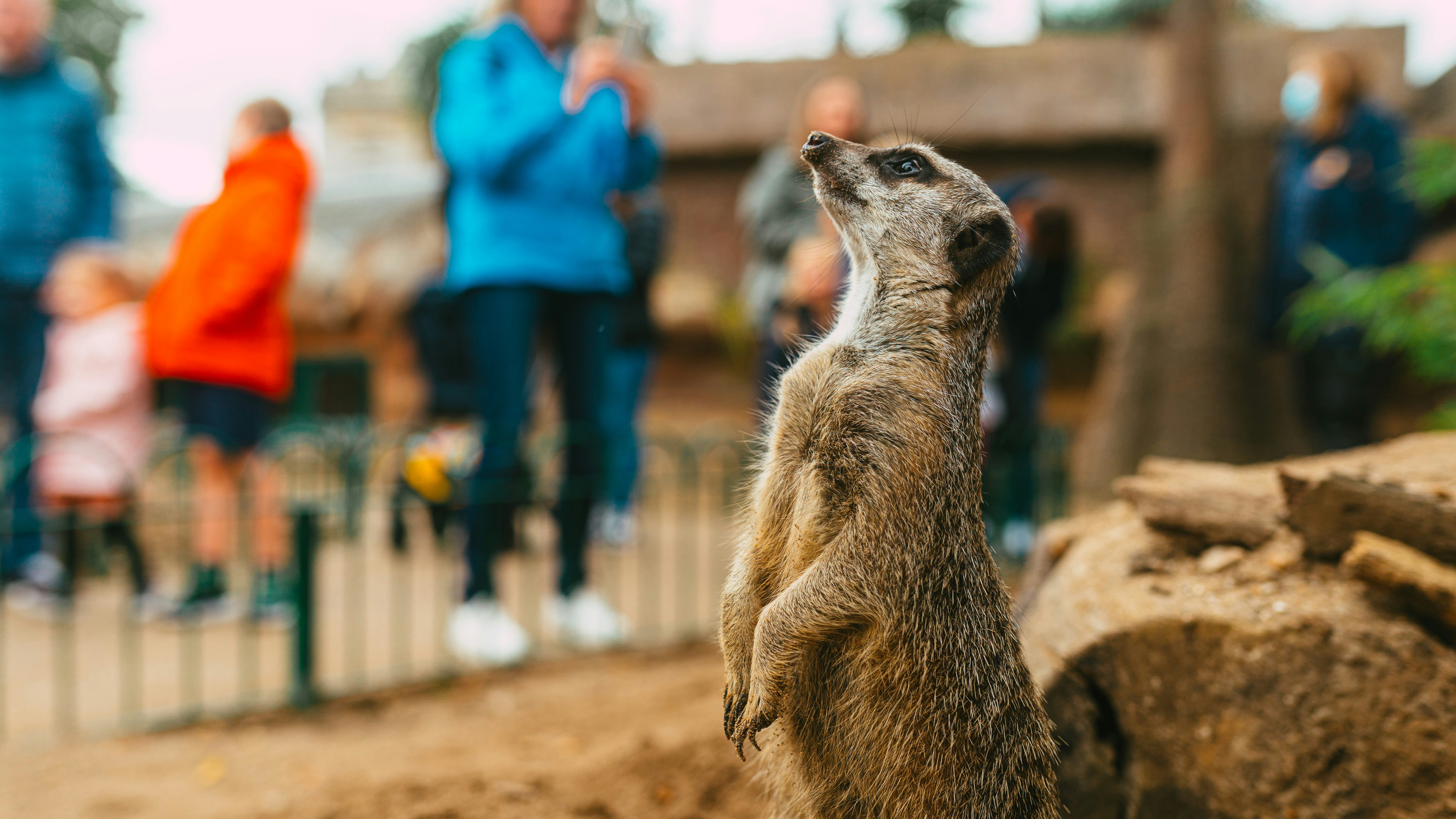 Upright Observer: Meerkat Scans the Exhibit While Guests Blur in the Background.