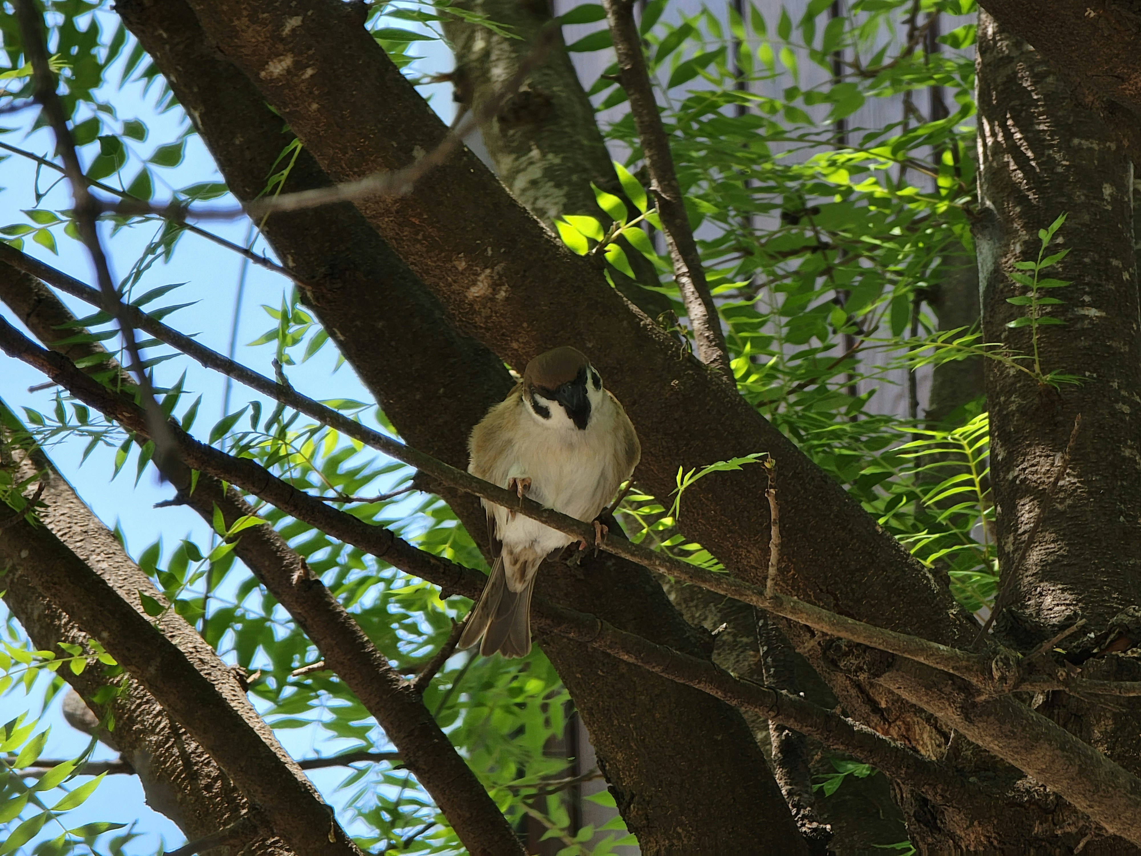Dappled Light Perch: A Small Bird on a Sturdy Branch