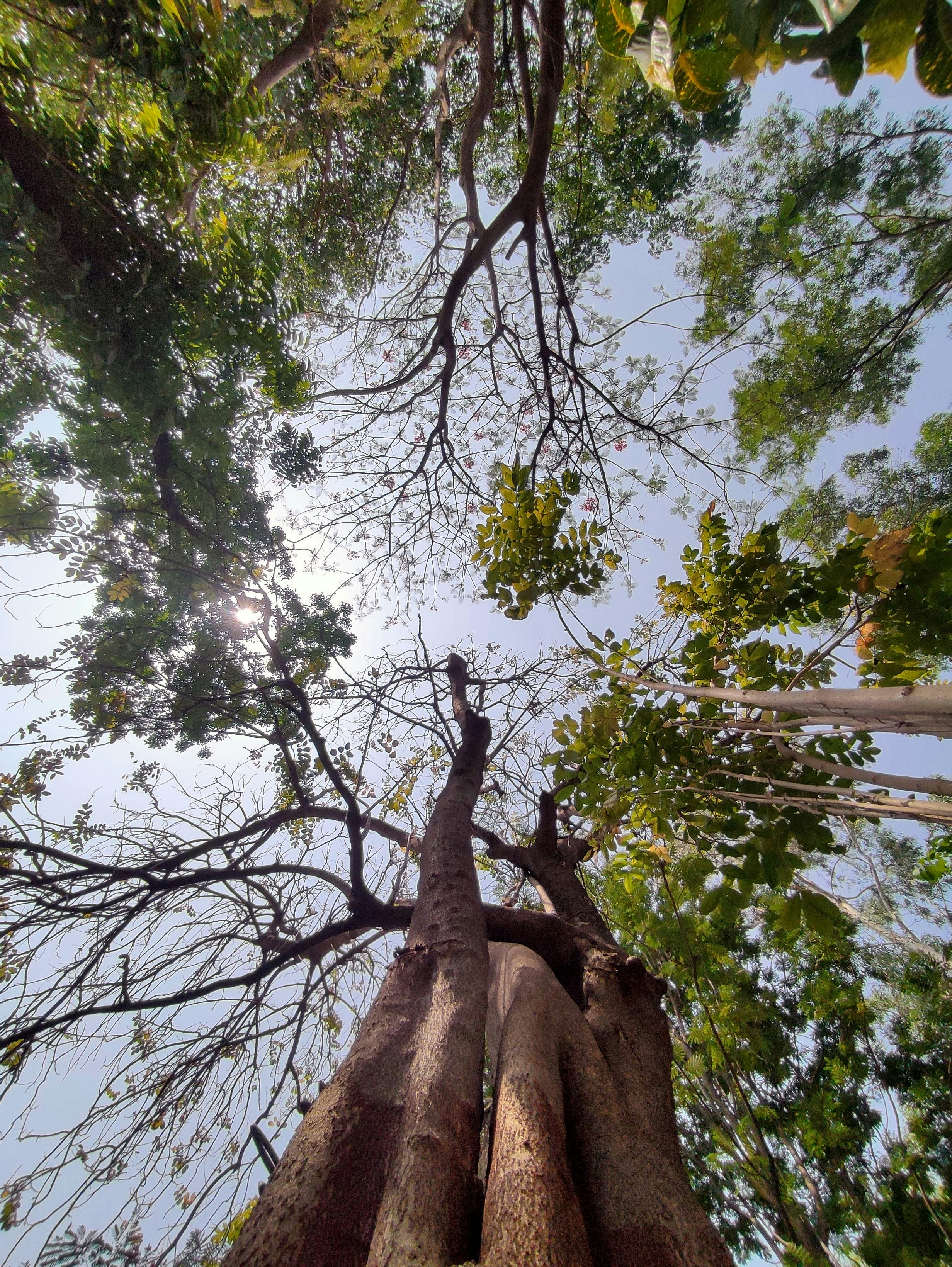 Vertical Cathedral of Branches: Trunk Reaching Toward a Sunlit Sky