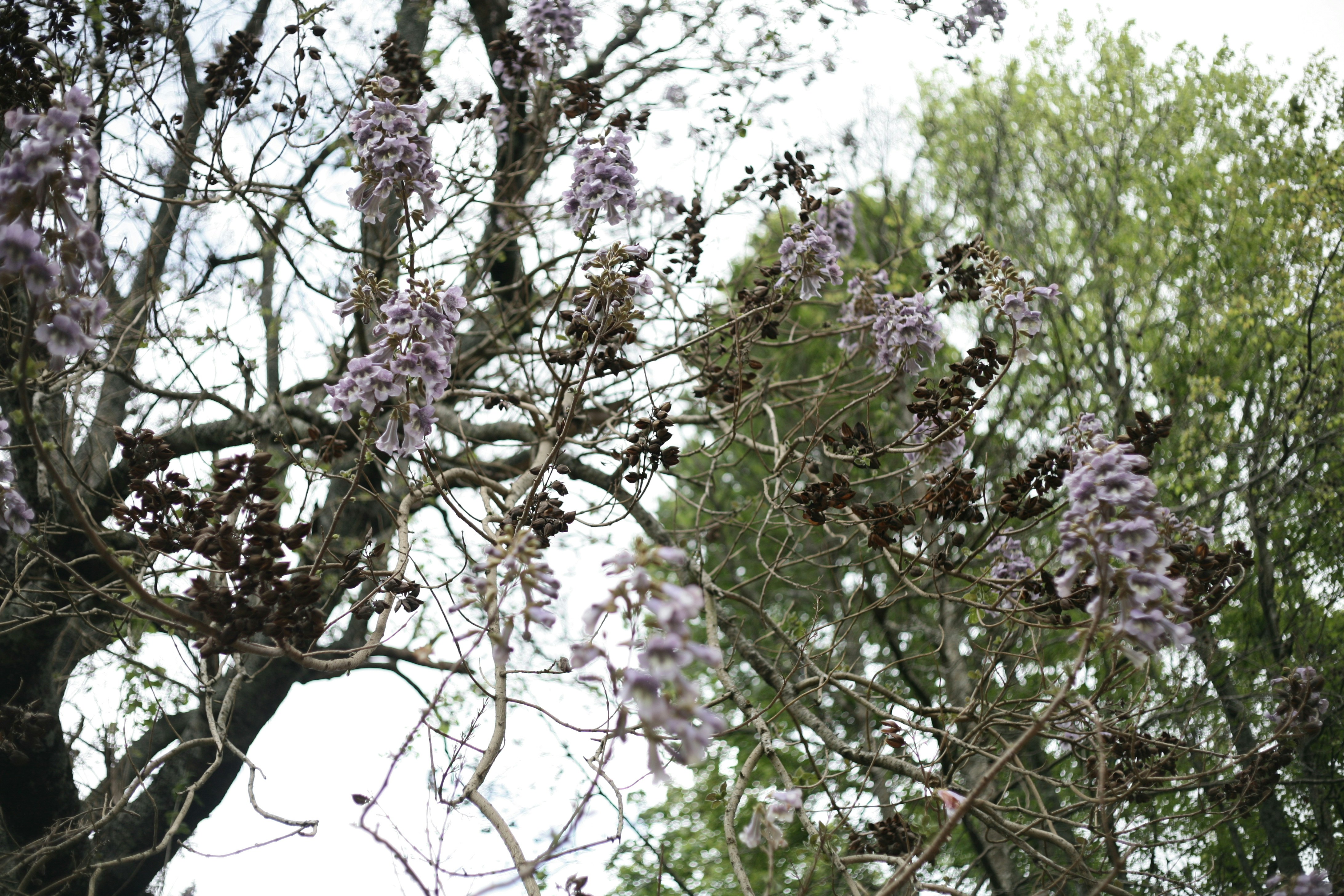 Draped Wisteria: Purple Threads Against a Quiet Canopy