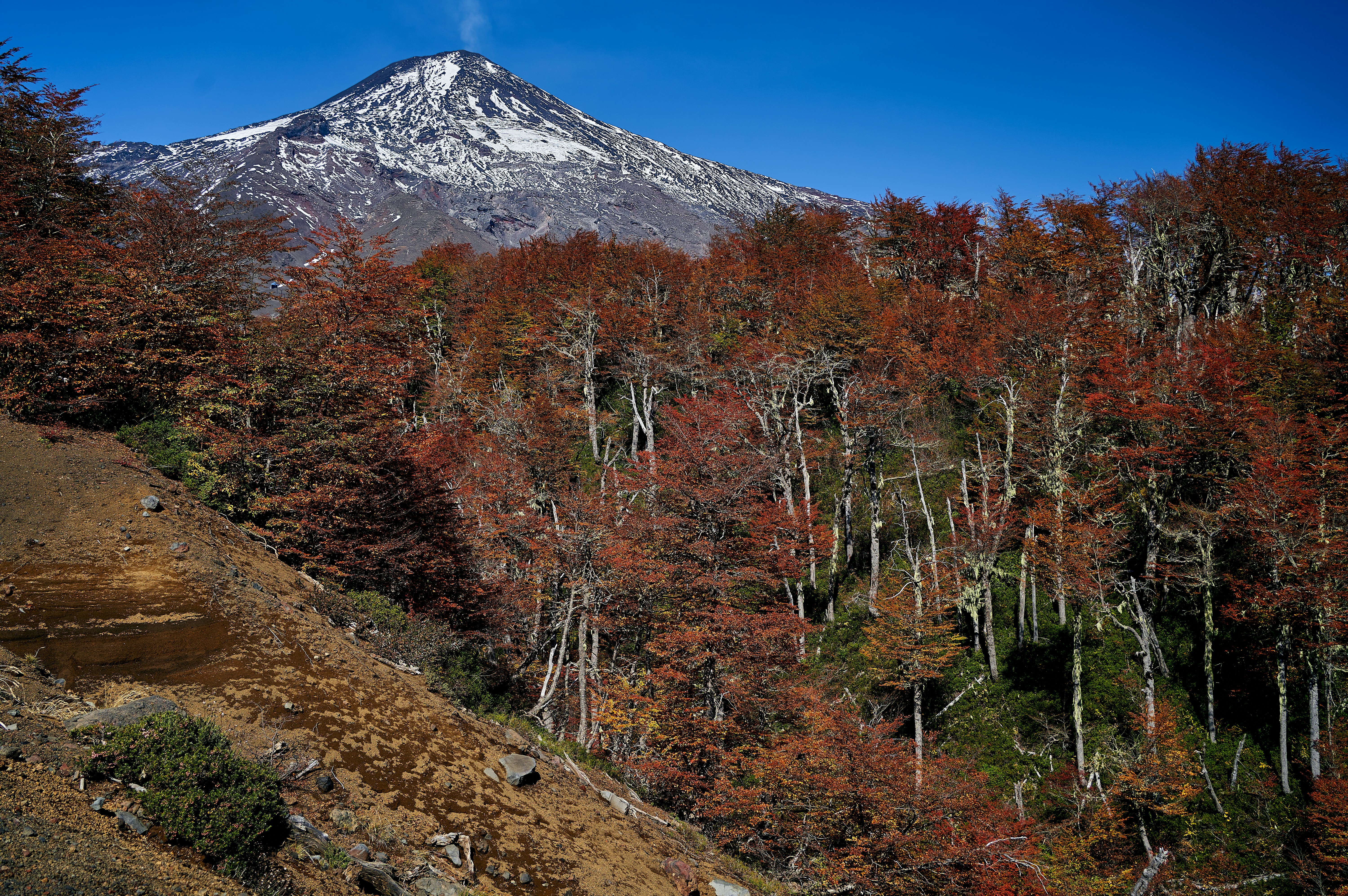 Autumn Pines at the Foot of a Snow-Capped Peak