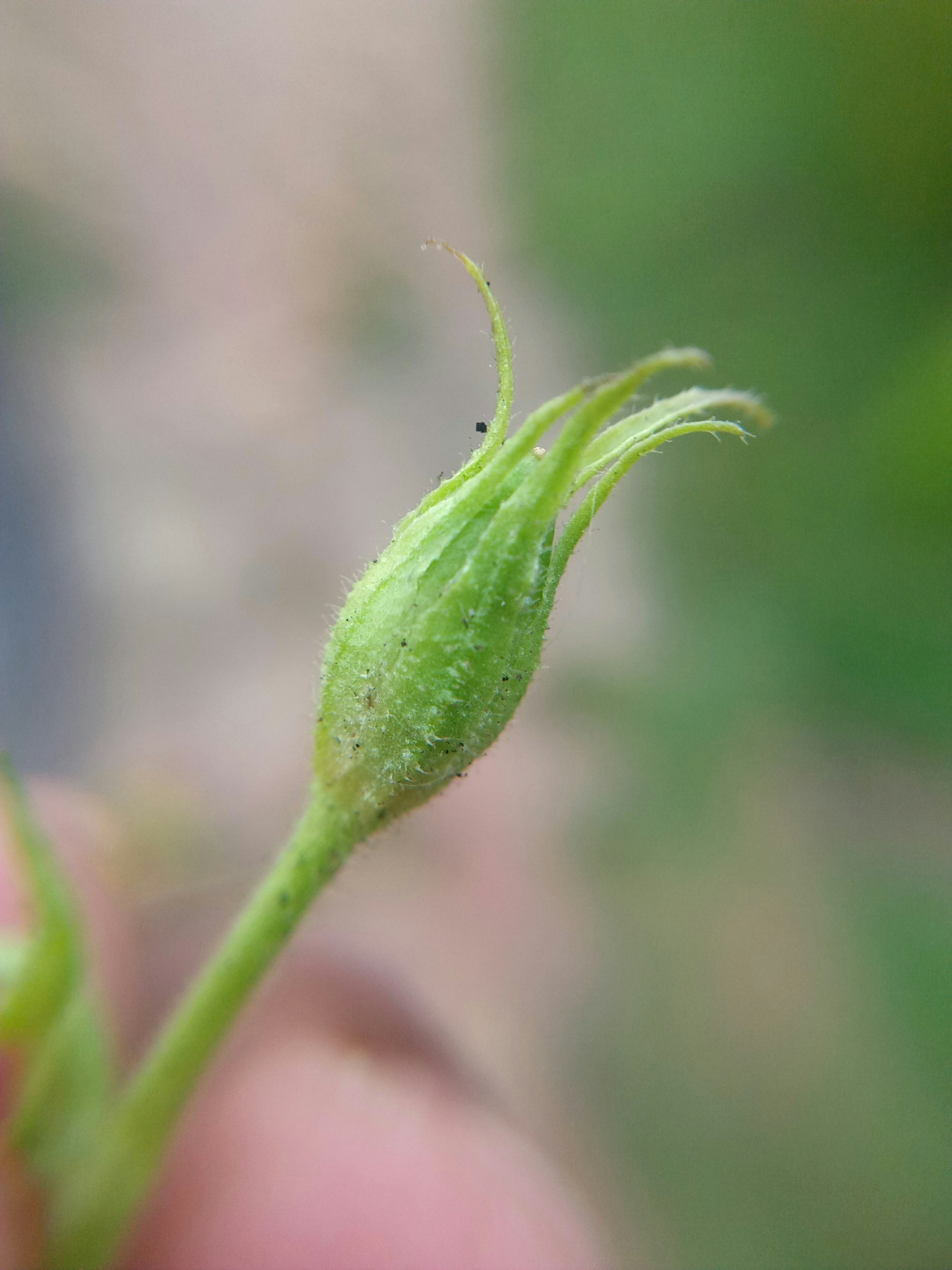 Macro photograph of a green flower bud with soft background blur, highlighting delicate hairs and texture.
