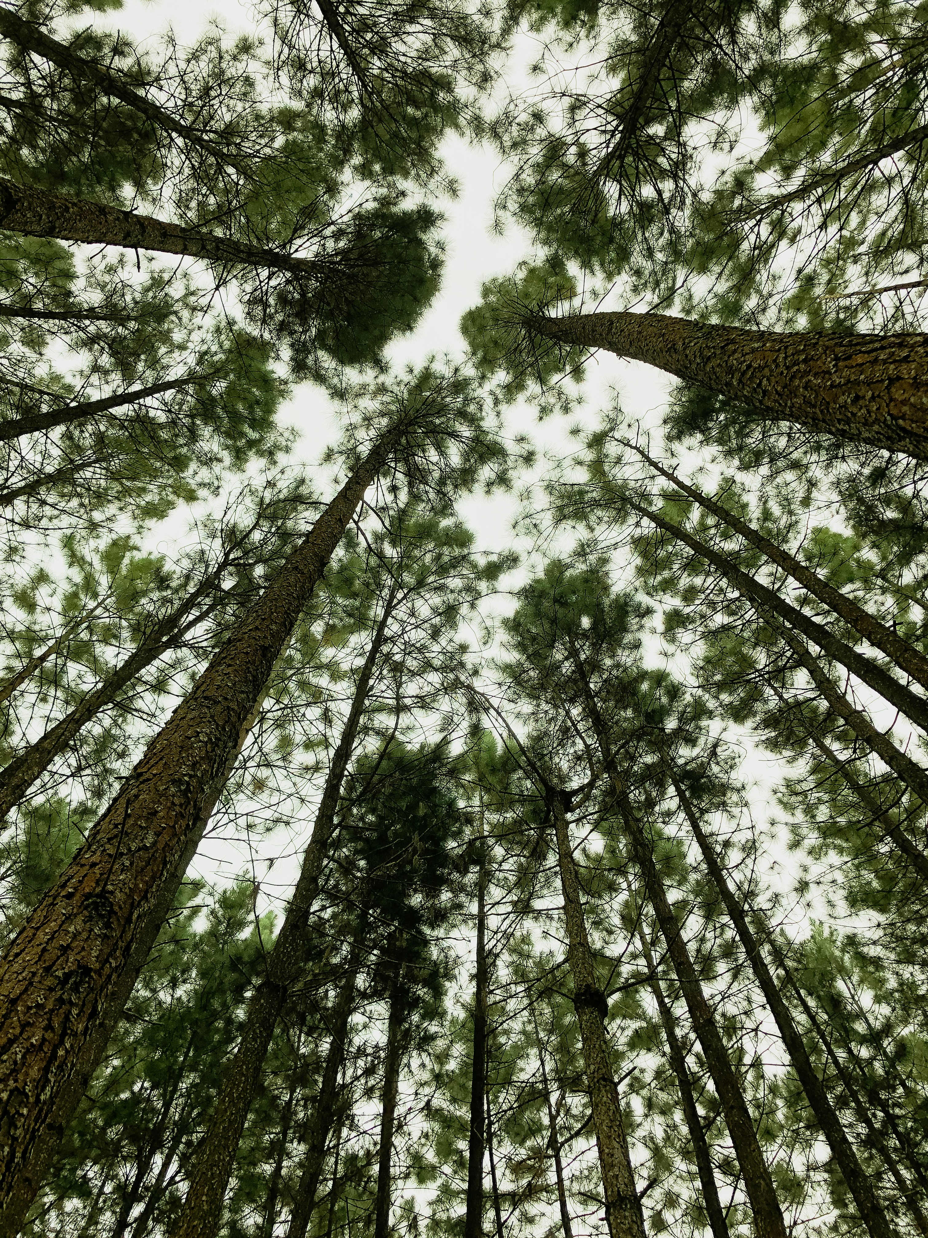 Looking up at tall trees photo – Free Tree Image on Unsplash