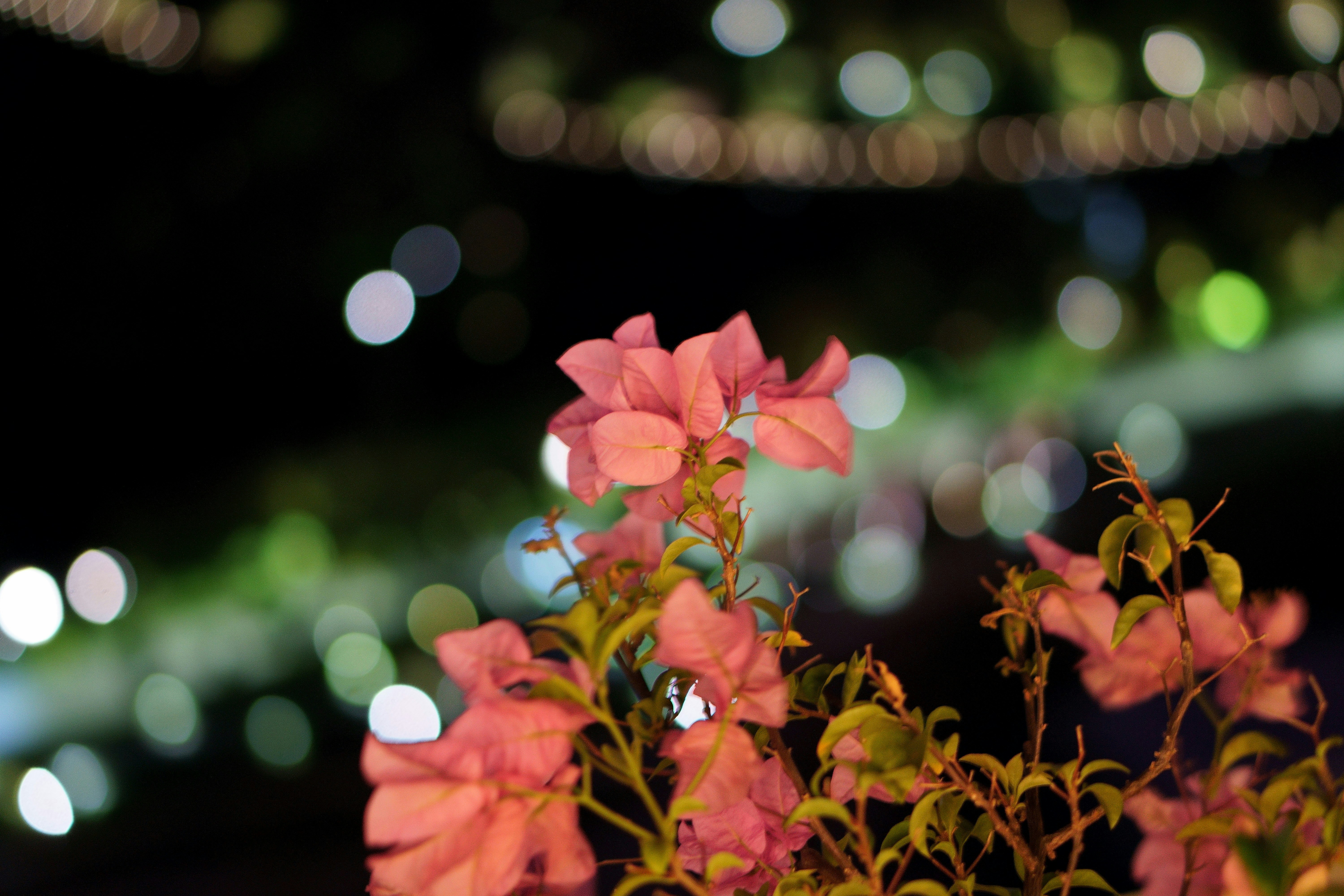 Delicate pink flowers in sharp focus against a backdrop of blurred, glowing lights, creating a serene nighttime atmosphere.
