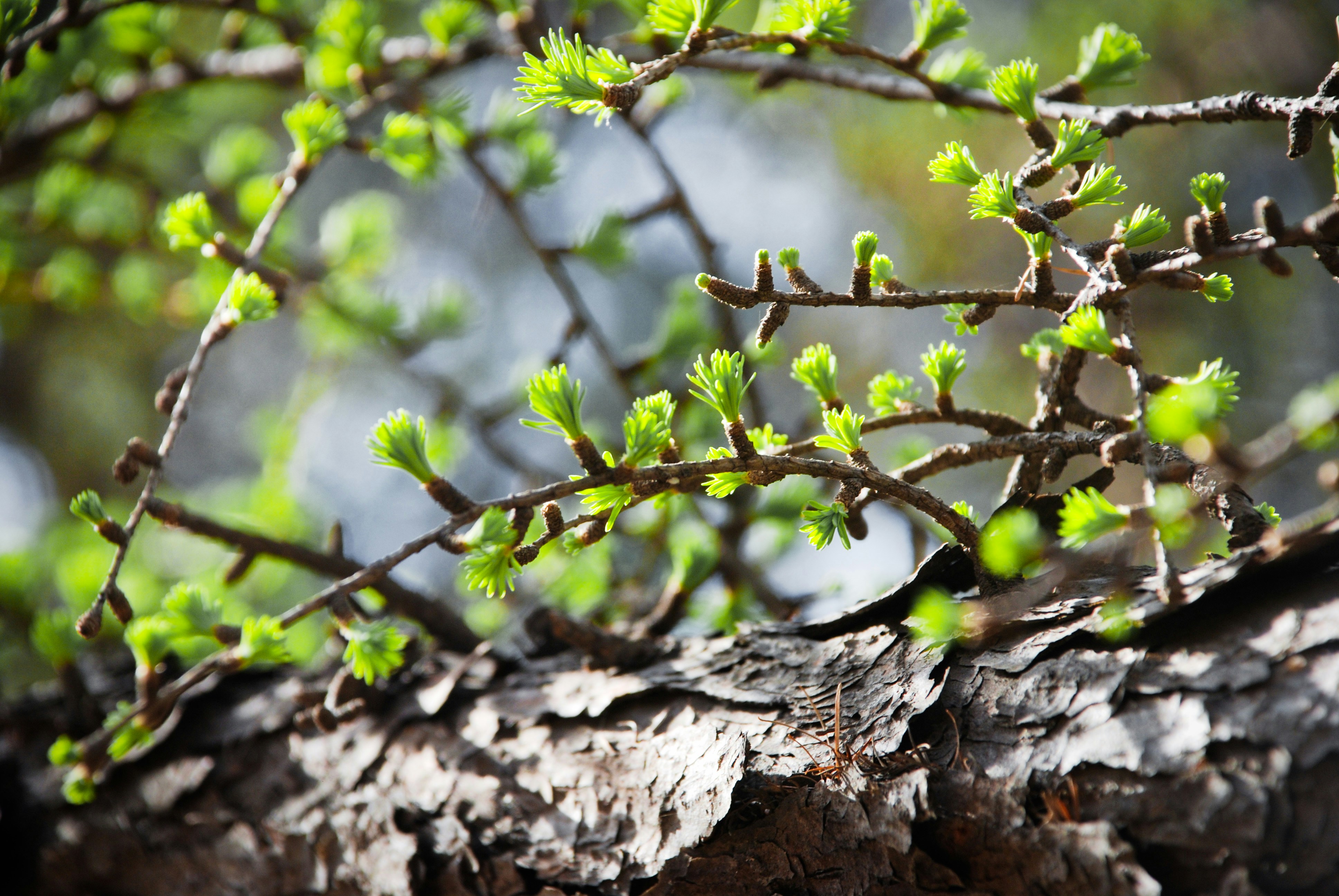 Delicate green buds sprout from twisted branches atop a textured log, symbolizing the arrival of spring. The intricate details highlight nature's renewal.