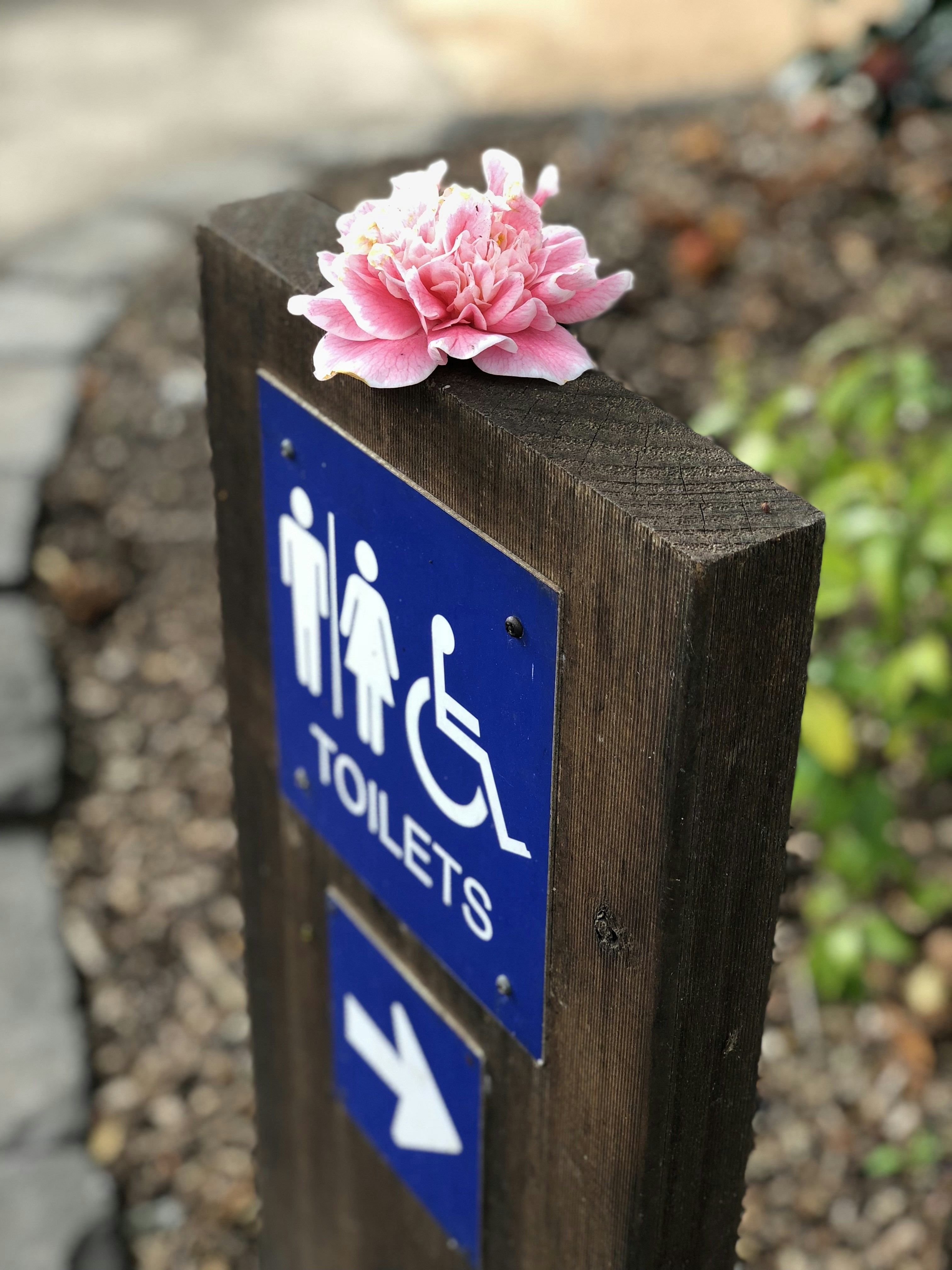 Pink flower resting atop a wooden post with a blue toilet sign, set in a garden path.