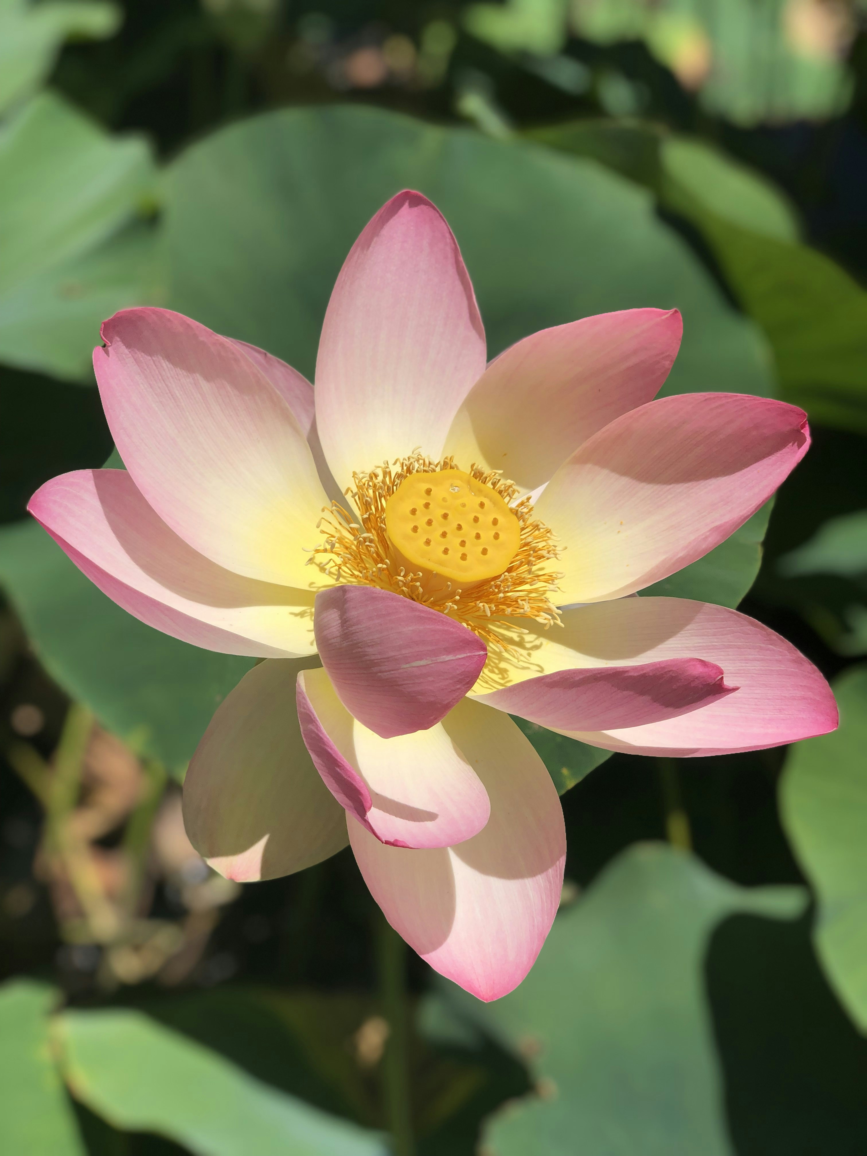 Vibrant pink and white lotus flower with a golden center, surrounded by lush green leaves. A symbol of purity and tranquility.