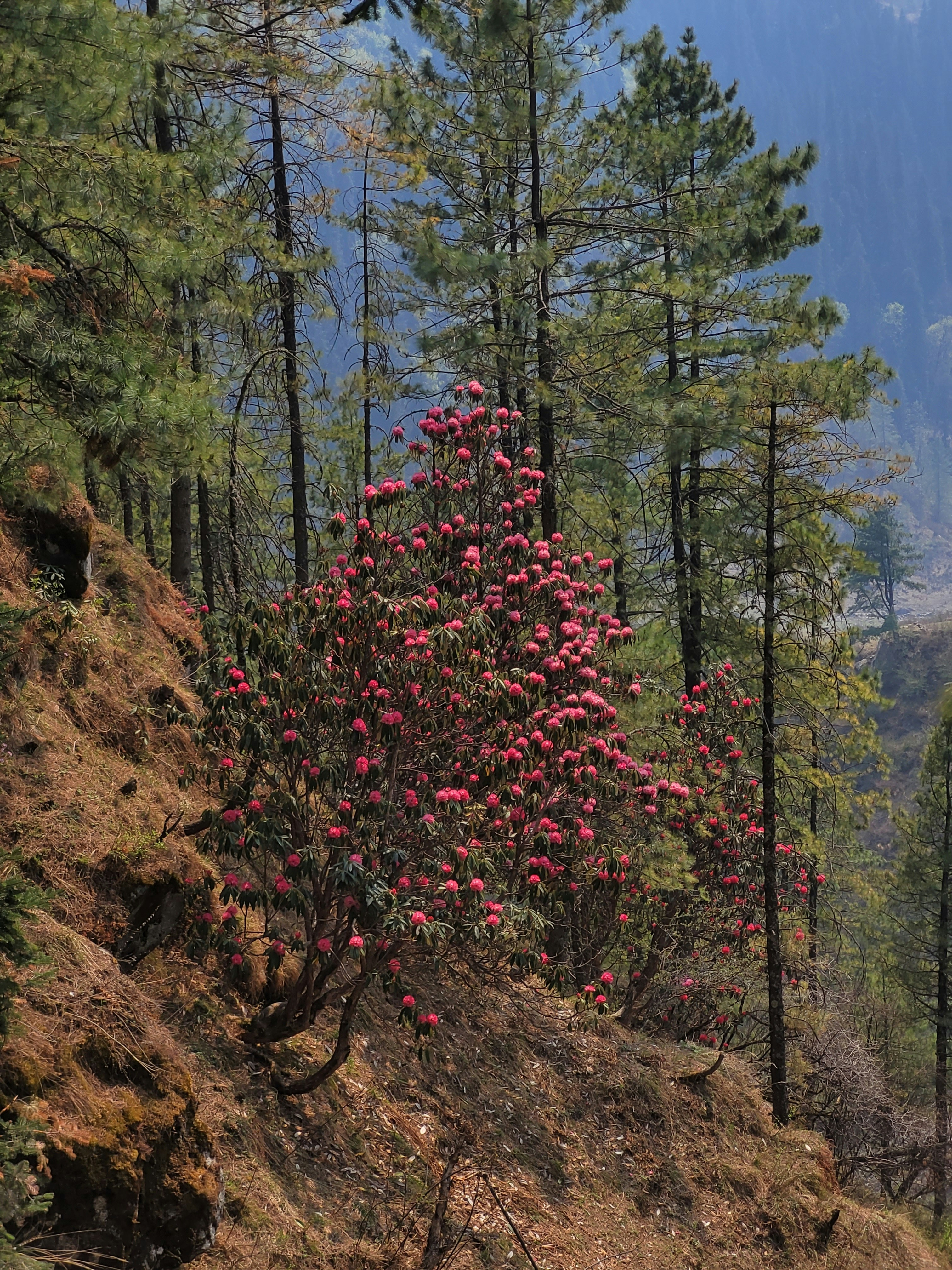 Alpine Pink Crown: Blossom on a Pine-dotted Slope