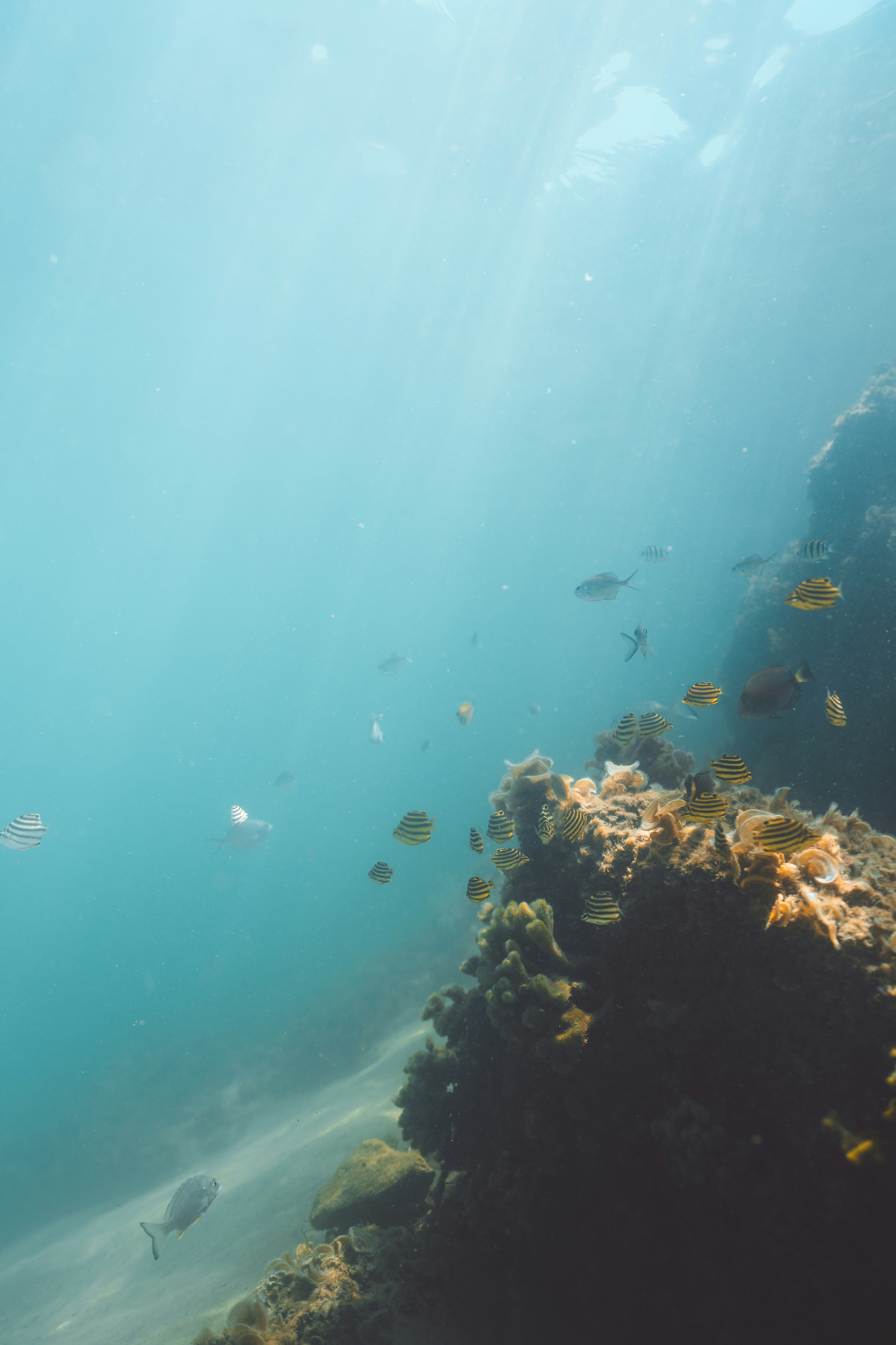 Underwater Fish Tumblr