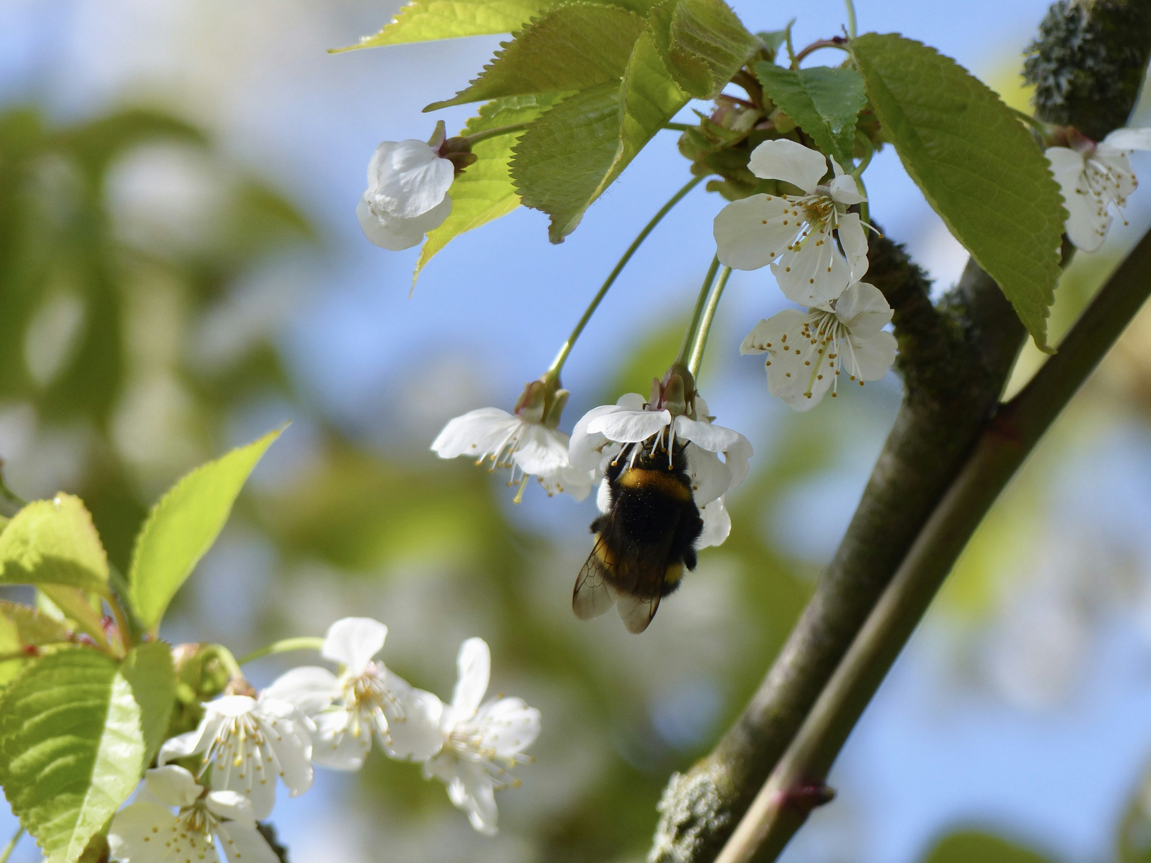 A bumblebee forages among delicate white cherry blossoms, showcasing the beauty of spring's pollinators.