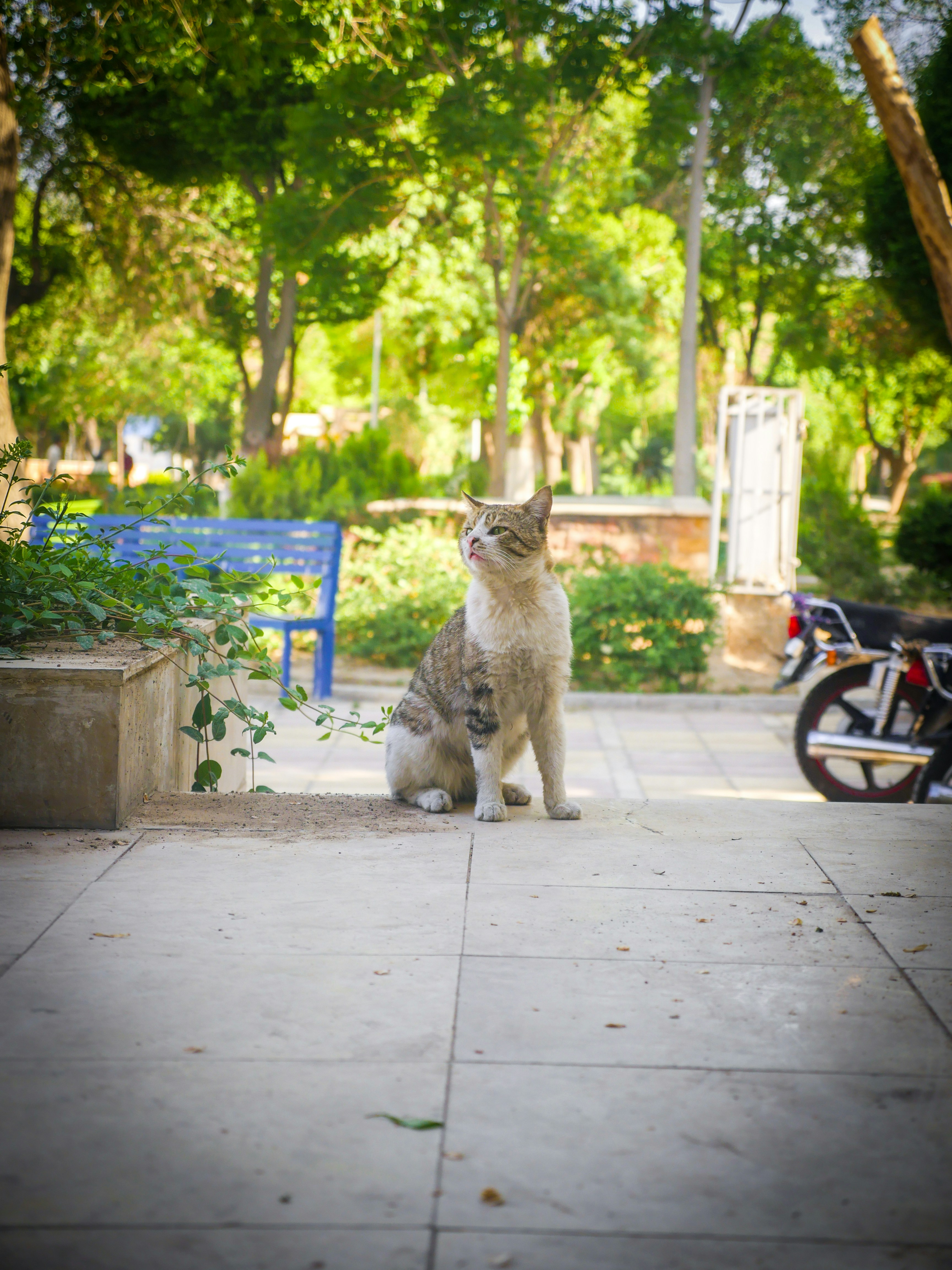 Whiskers in the Sun: A Calm Park Moment
