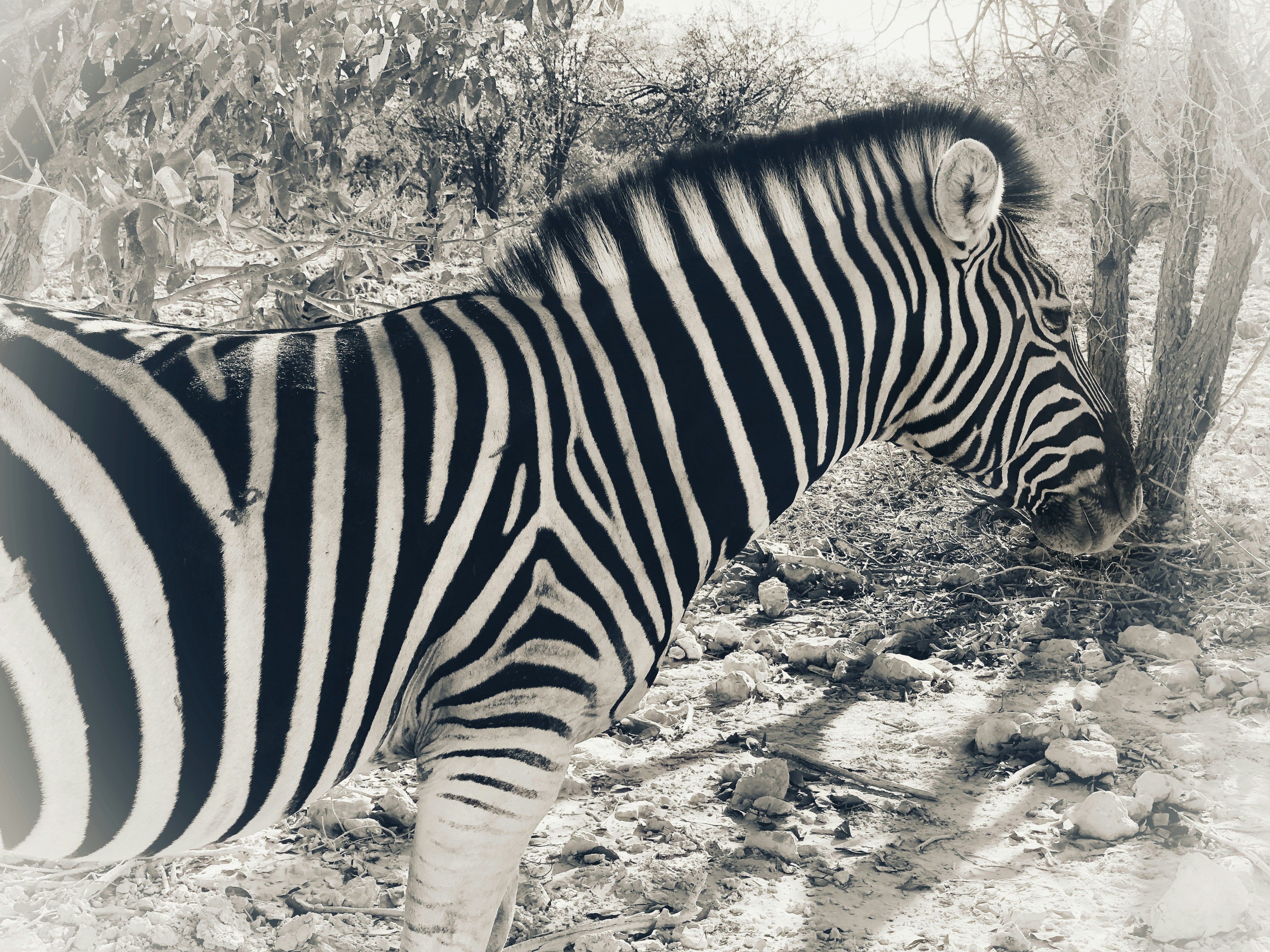 A zebra standing in a zoo exhibit photo – Free Namibia Image on Unsplash