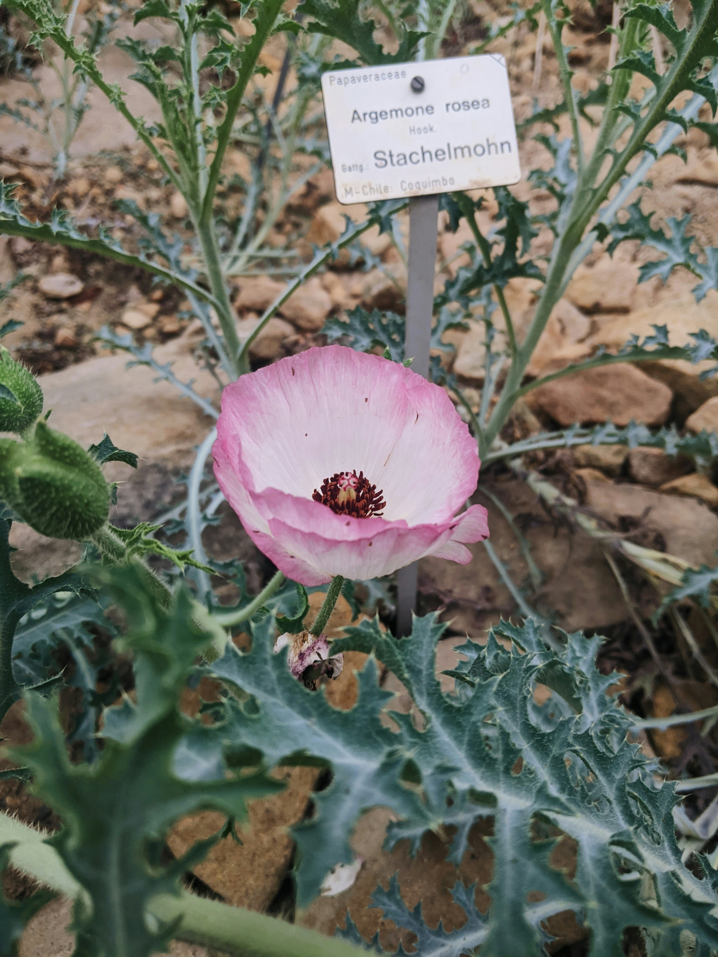 Petal in Focus: Pink Poppy Amid Spiky Foliage
