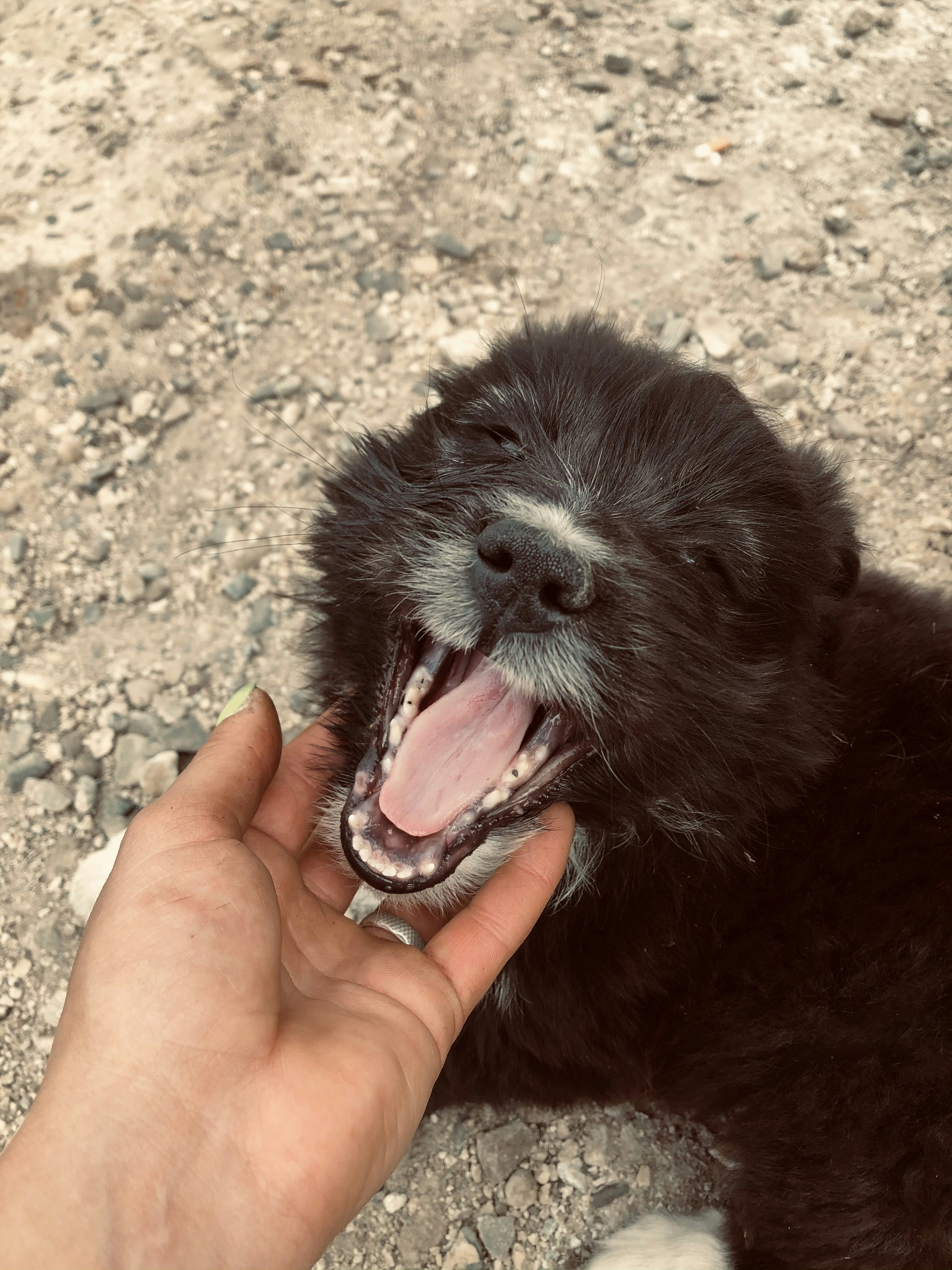 Gravel-side Giggles: A Tiny Puppy's Bright Grin