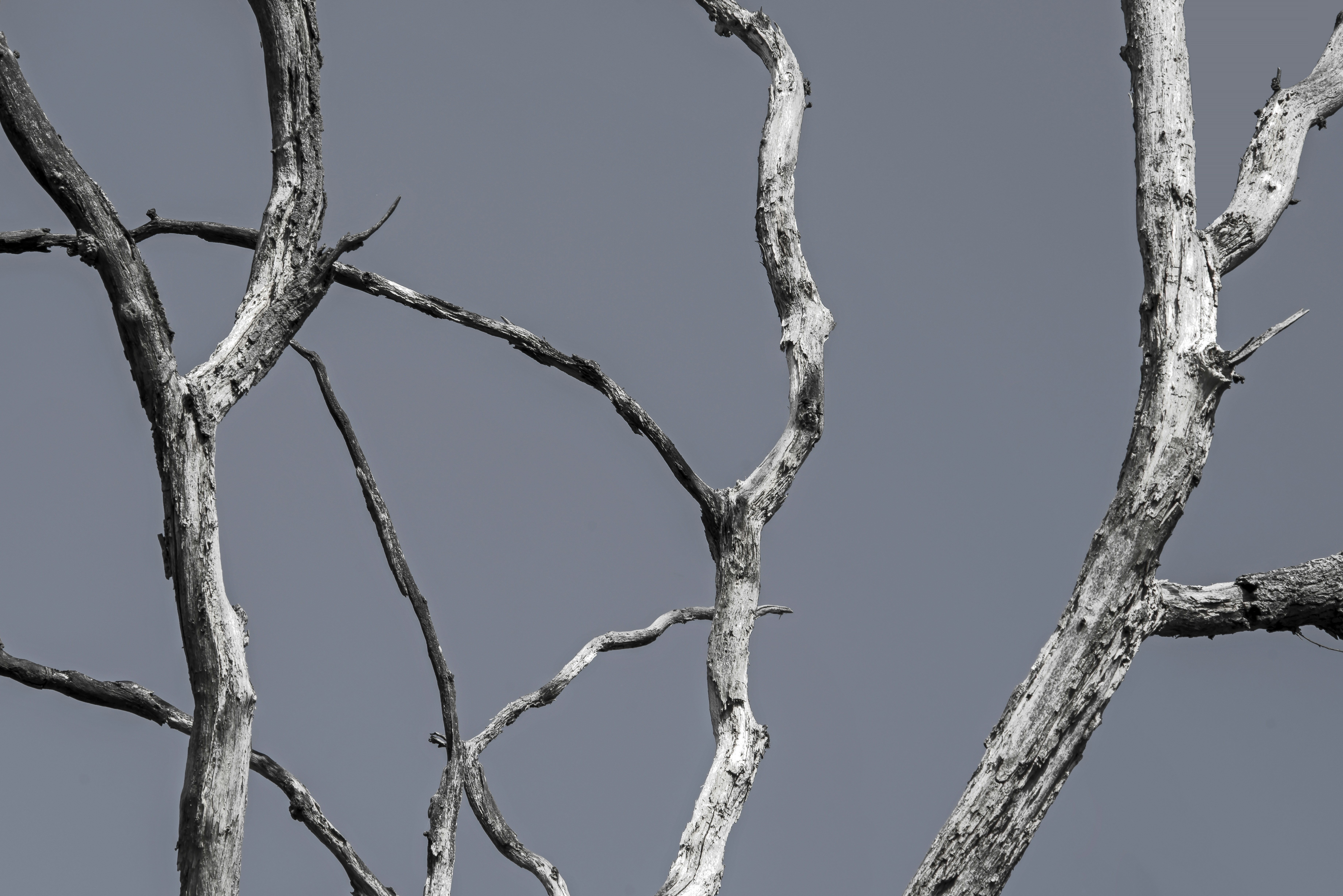 Whispers of Nature's Skeletons