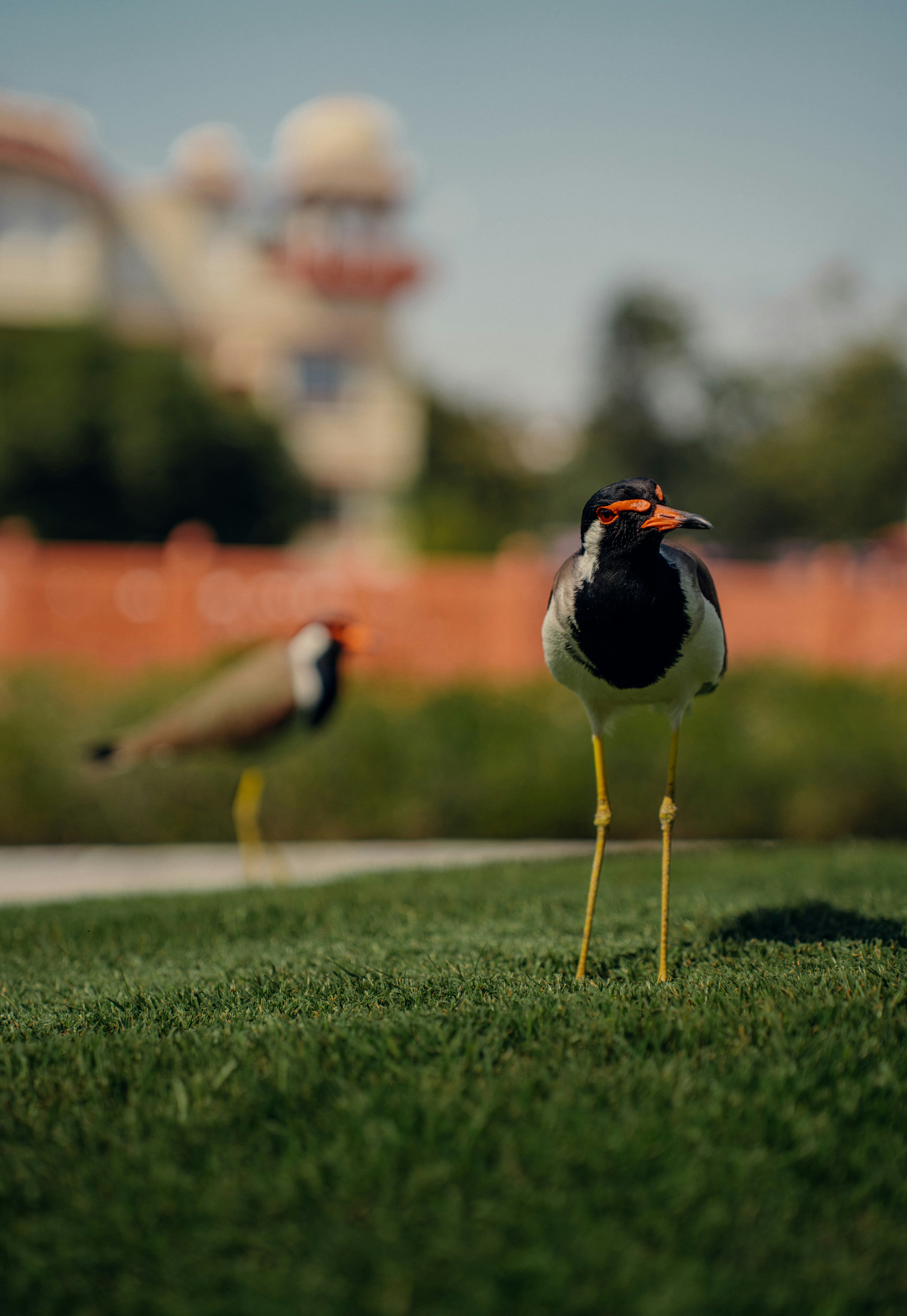Two birds standing on lush green grass, with one prominently in focus while the other is blurred in the background. The vibrant colors and clear details highlight their unique features.