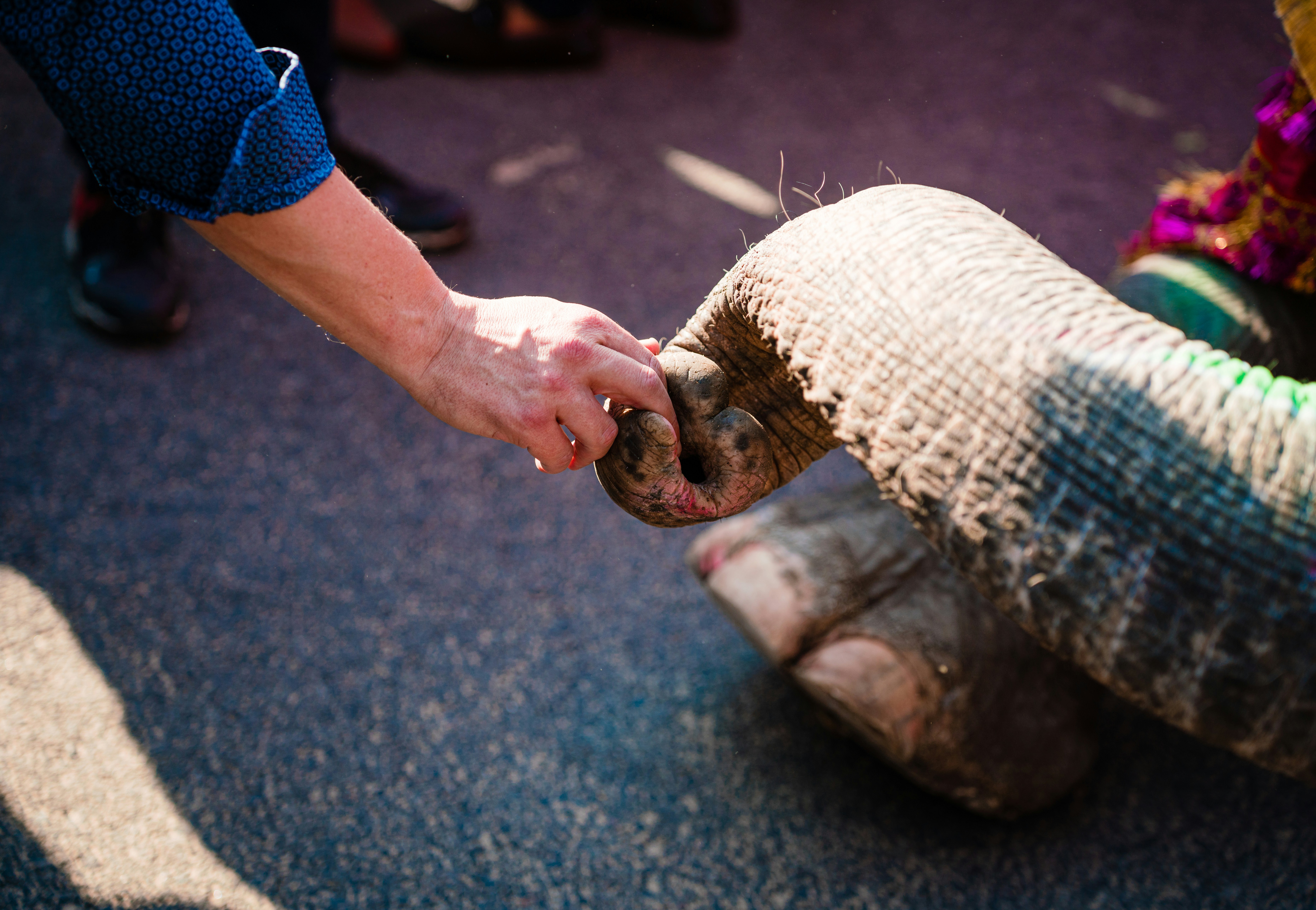 A person gently reaching out to touch the trunk of an elephant during a warm afternoon gathering.