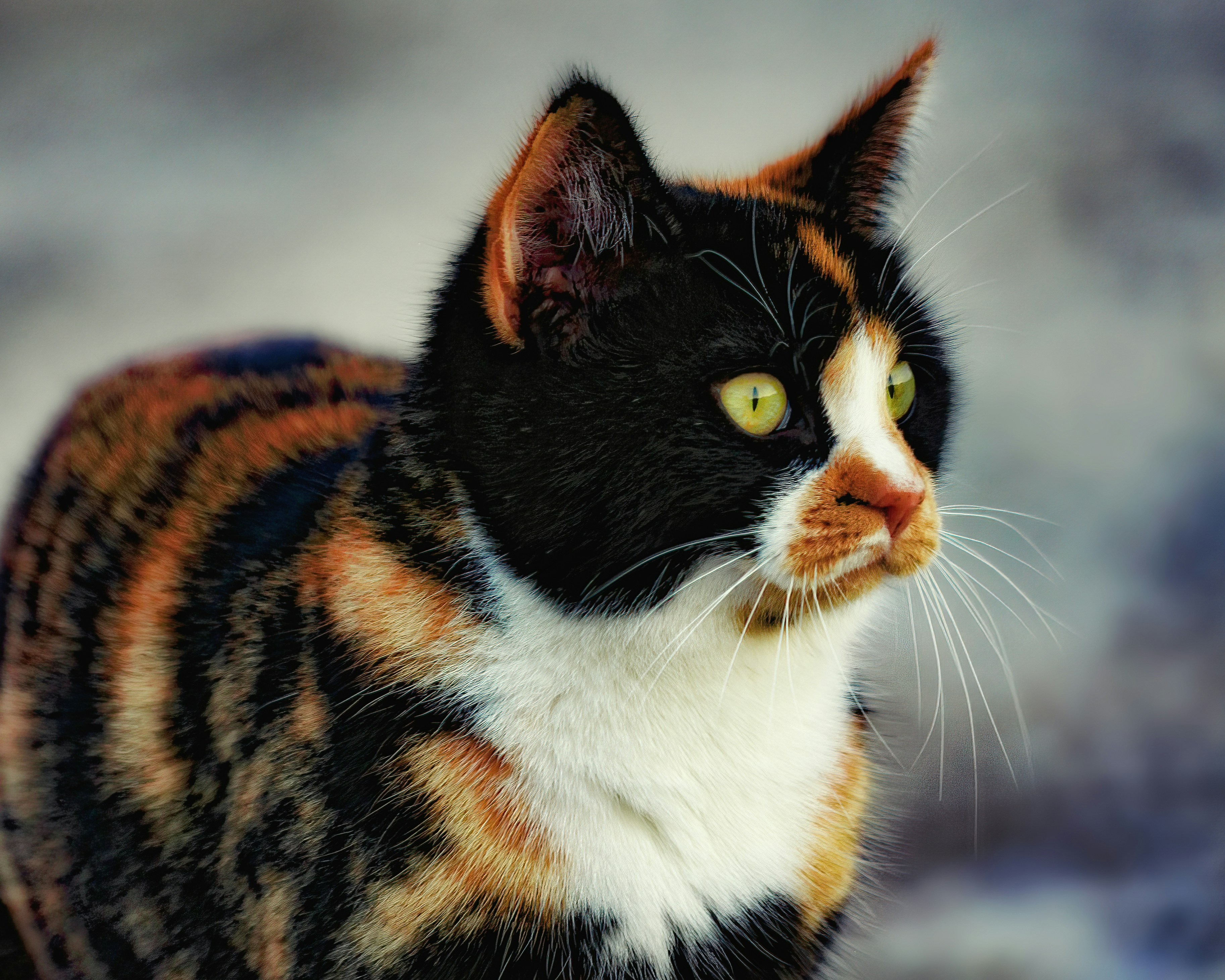 Calico Gaze: A Quiet Portrait of a Cat in Soft Light