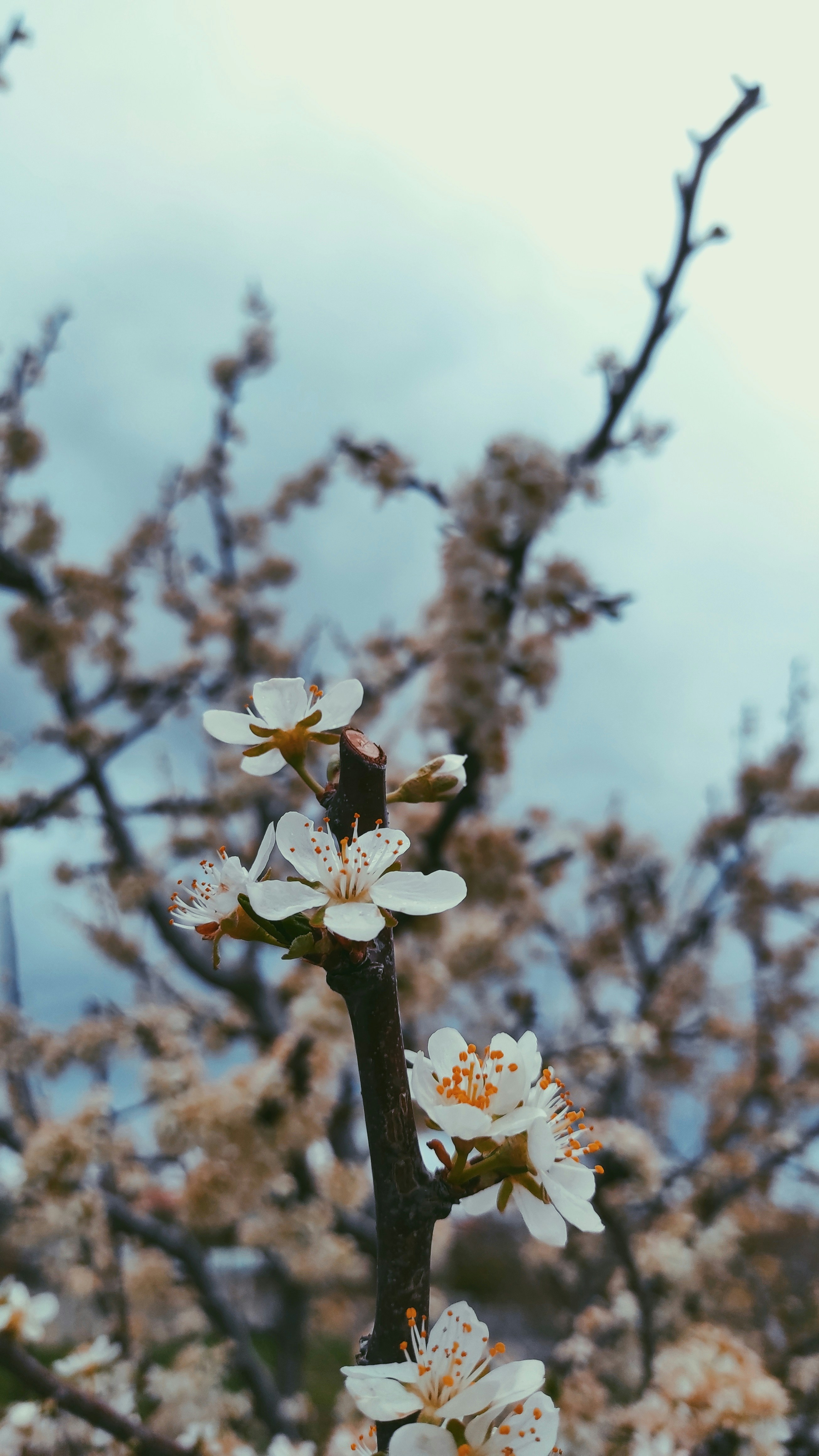 a close up of flowers