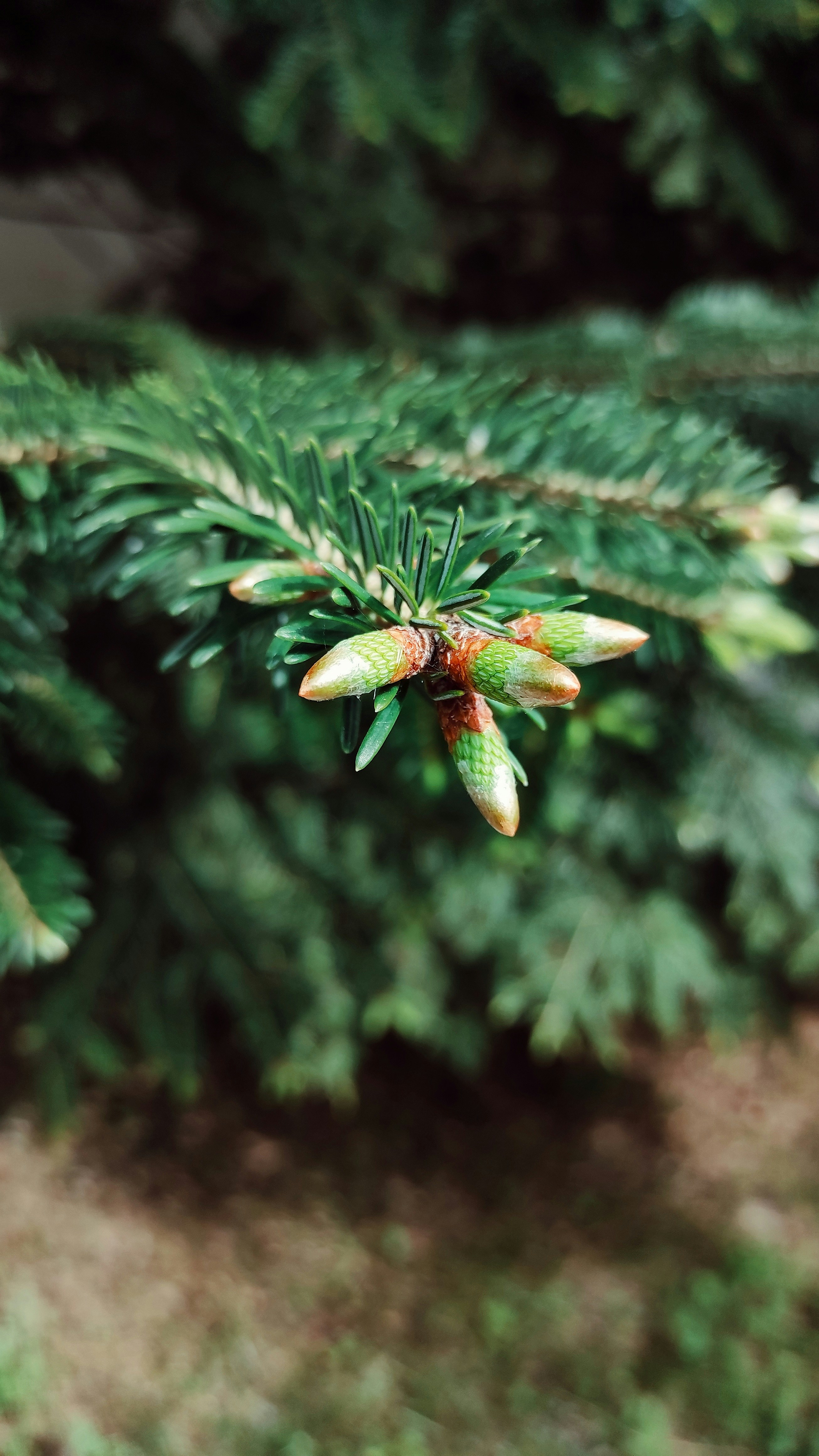 Emergence on a Spruce: Close-Up of Fresh Green Buds