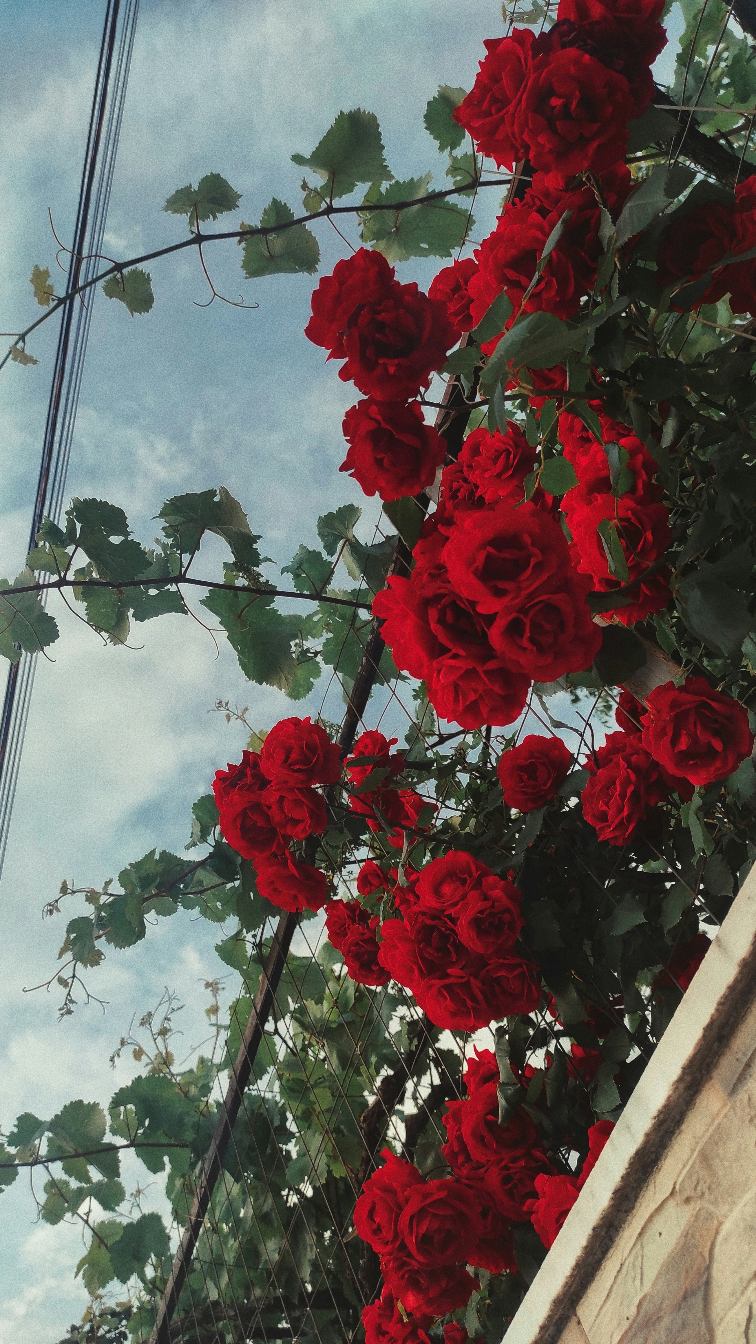 Crimson Rose Cascade Along a Fence Under a Clear Sky