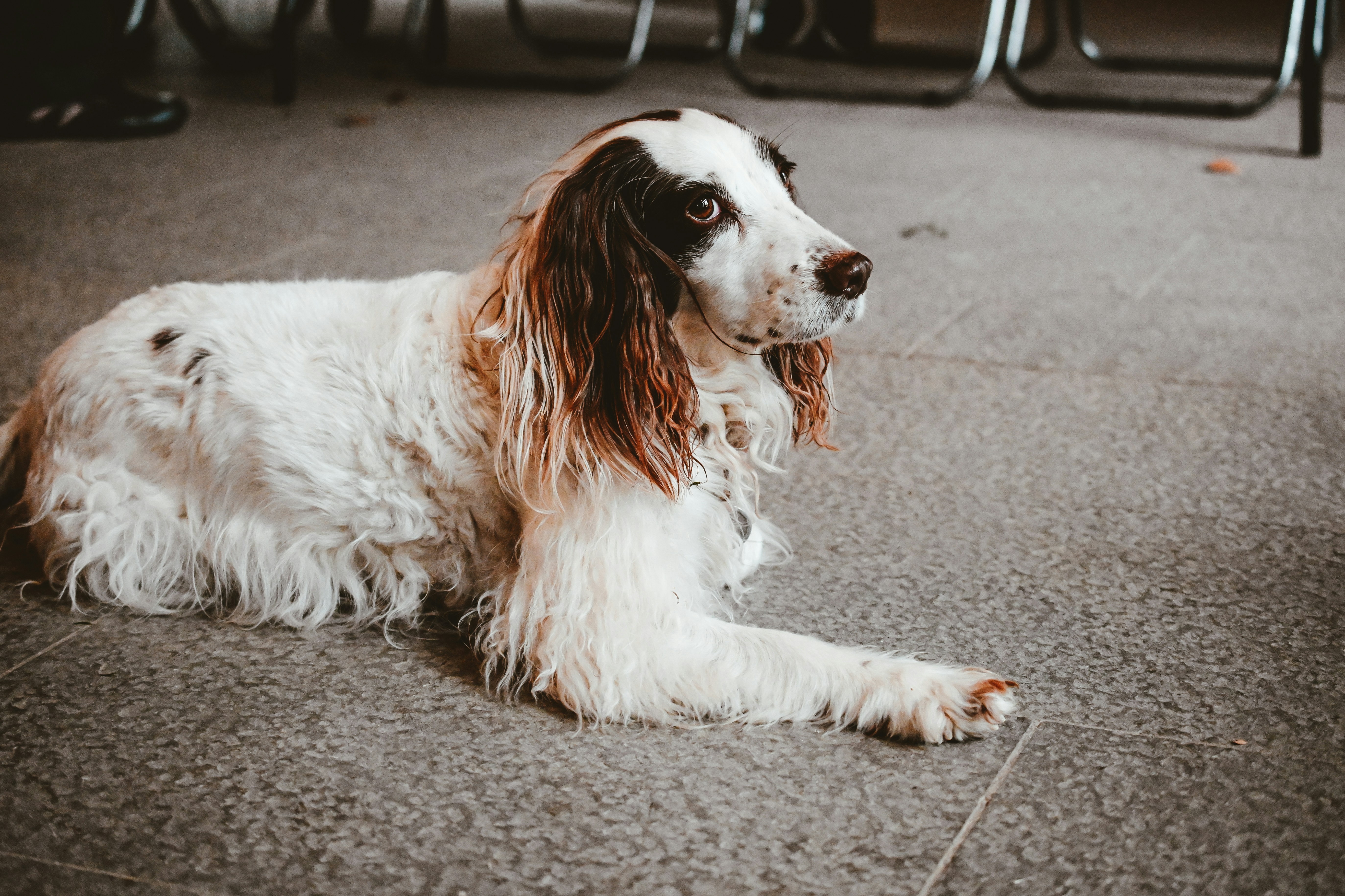 A fluffy dog with a white and brown coat lounging on a textured floor, exuding a calm demeanor.