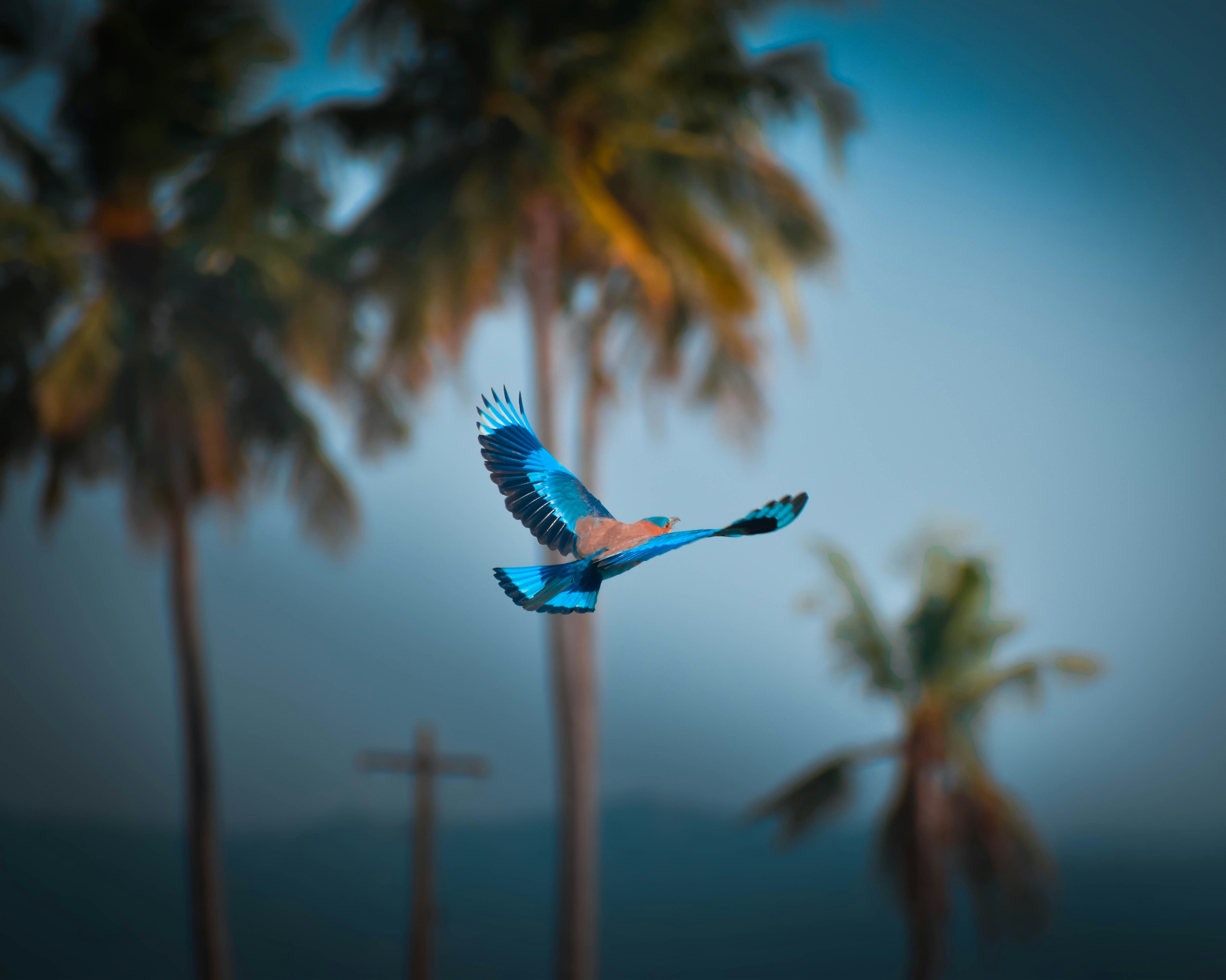 Azure Macaw in Flight: Palm Silhouettes and a Distant Sea