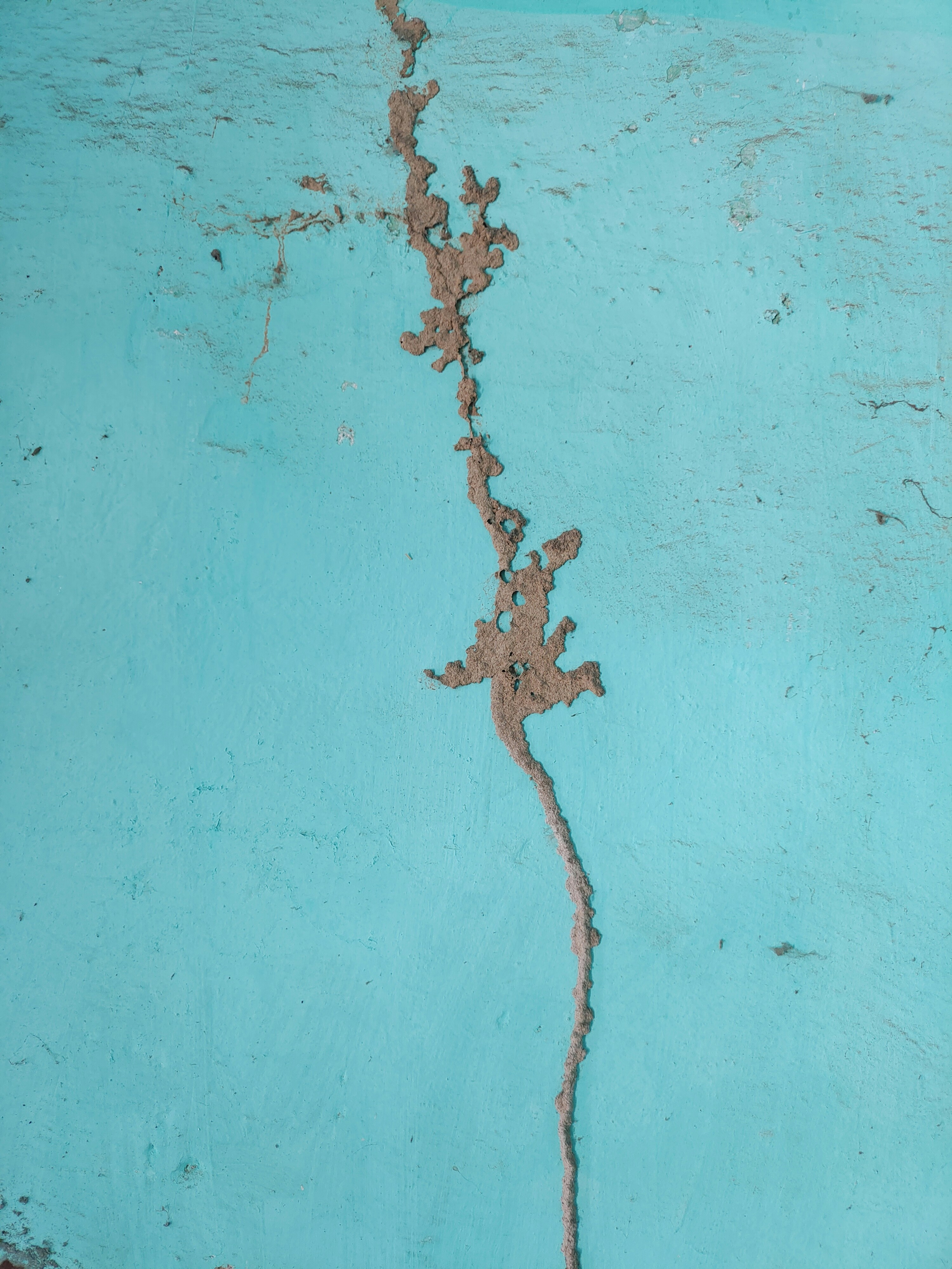 A close-up of a lizard photo – Free Teal Image on Unsplash