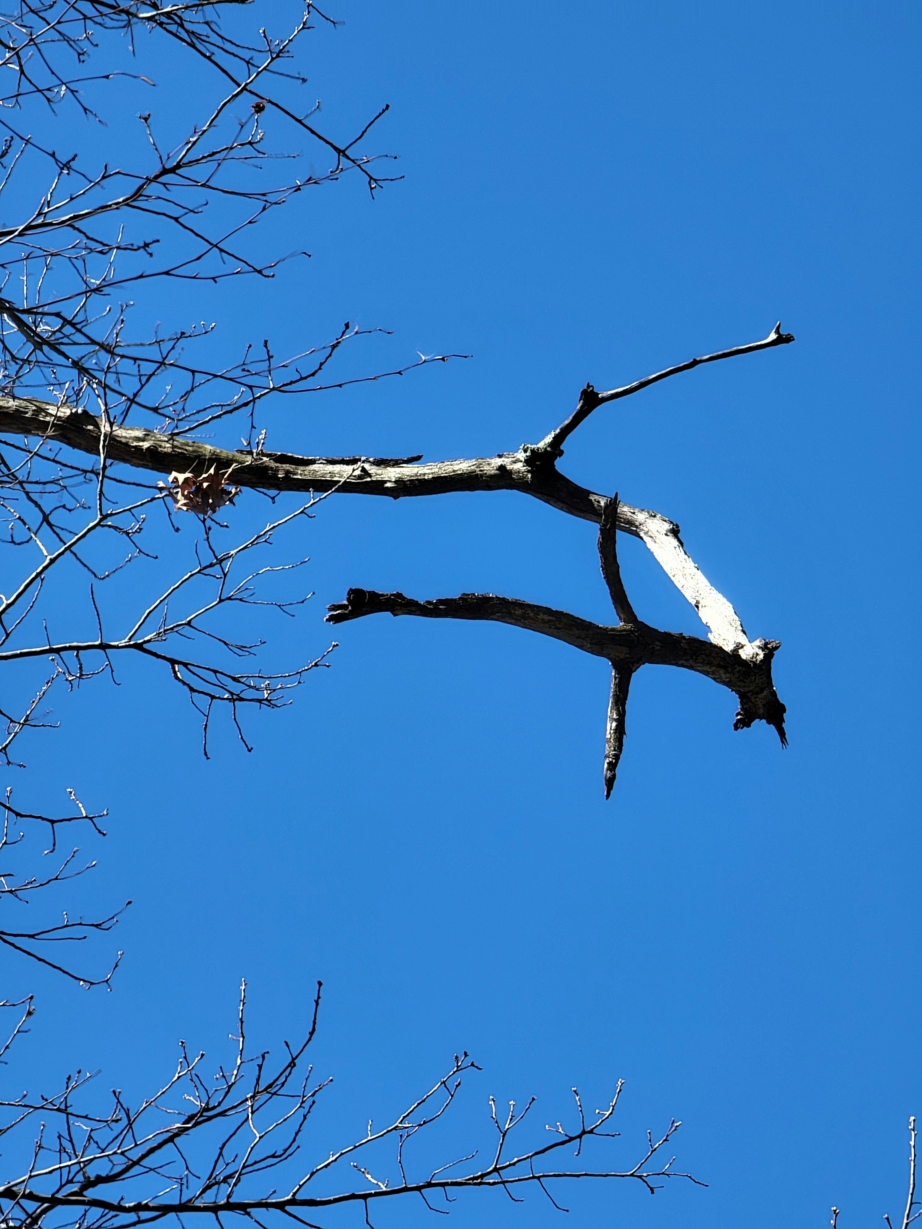 Cerulean Sky, a Silent Branch: Winter Silhouette