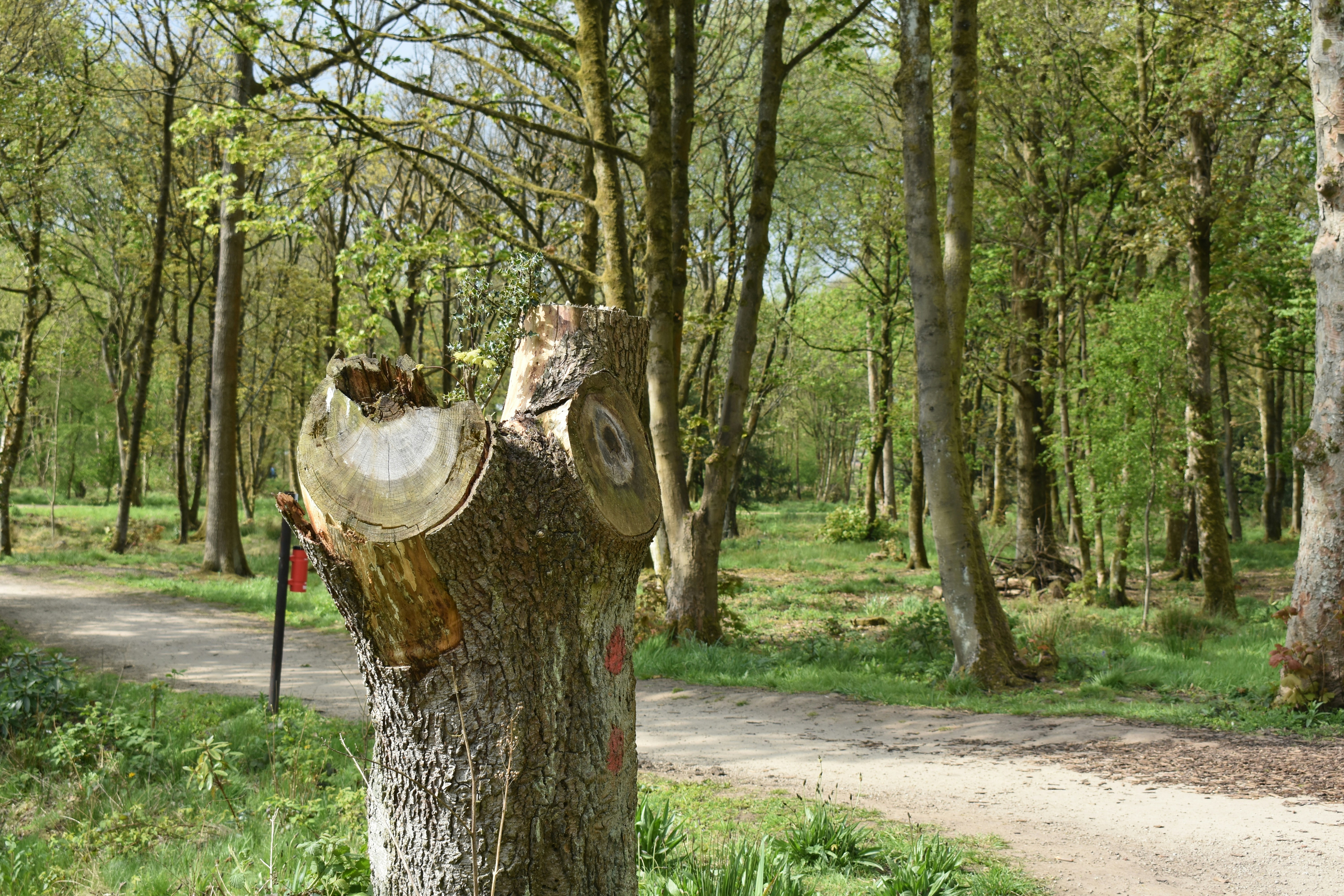 A tree stump with a rope tied to it photo – Free Rhs garden bridgewater ...
