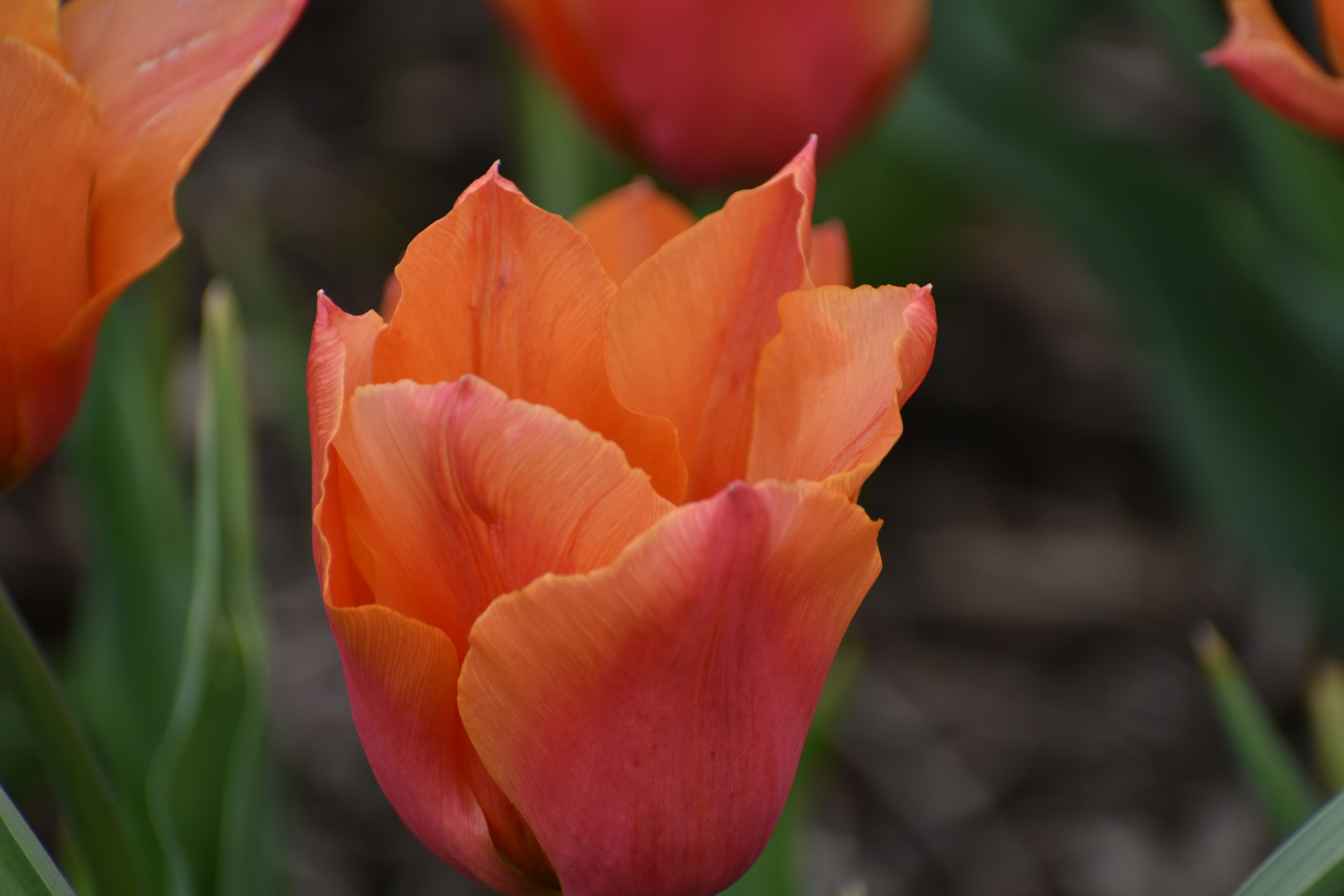 Vibrant orange tulip petals unfurling in a garden setting, showcasing their delicate texture and rich hues.