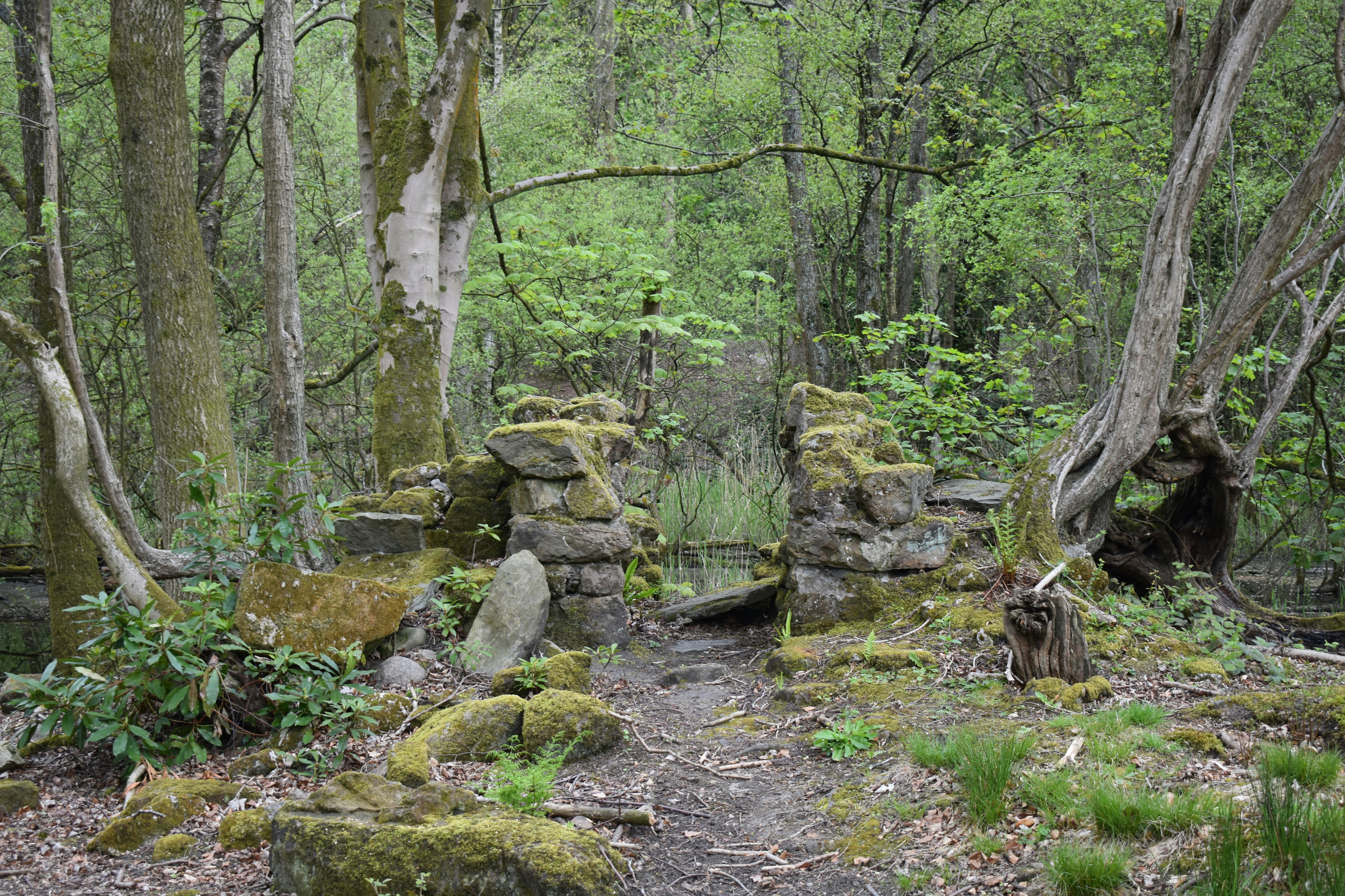 a creek in the woods