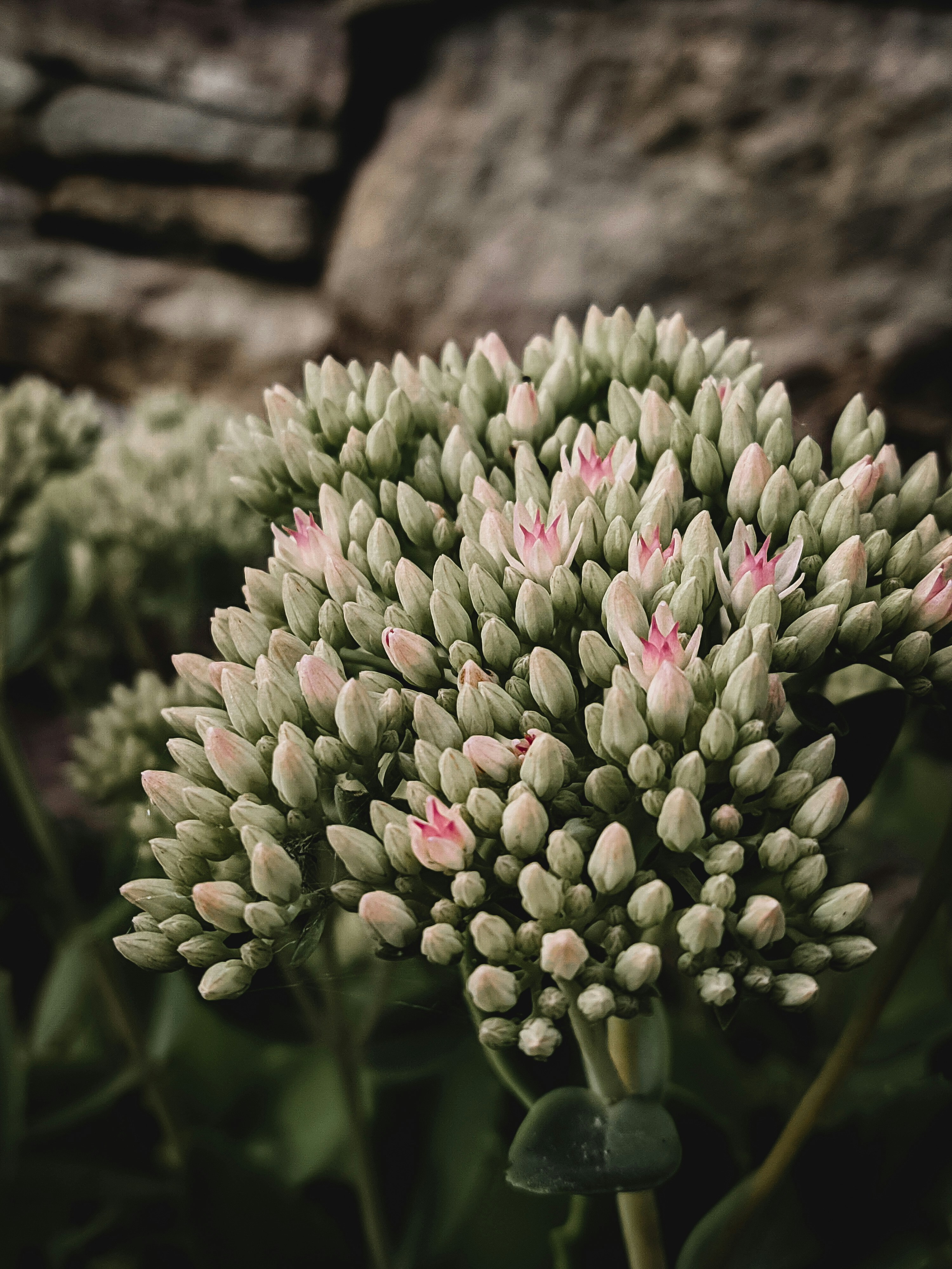 Close-up photograph of a dense cluster of pink-tipped succulent buds against a dark, blurred background.
