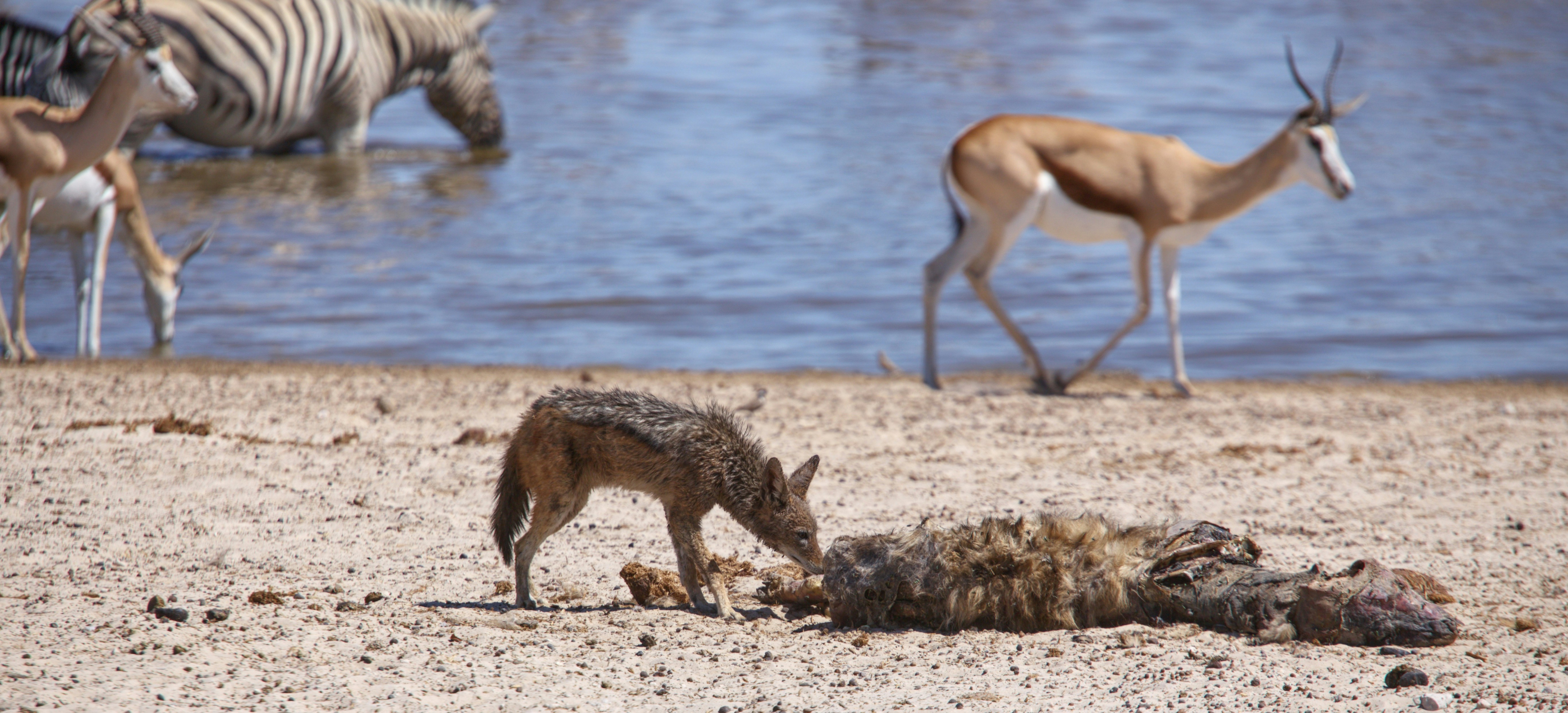 A hyena scavenging on a carcass near a riverbank, with zebras and antelopes in the background. The scene captures the harsh realities of nature.