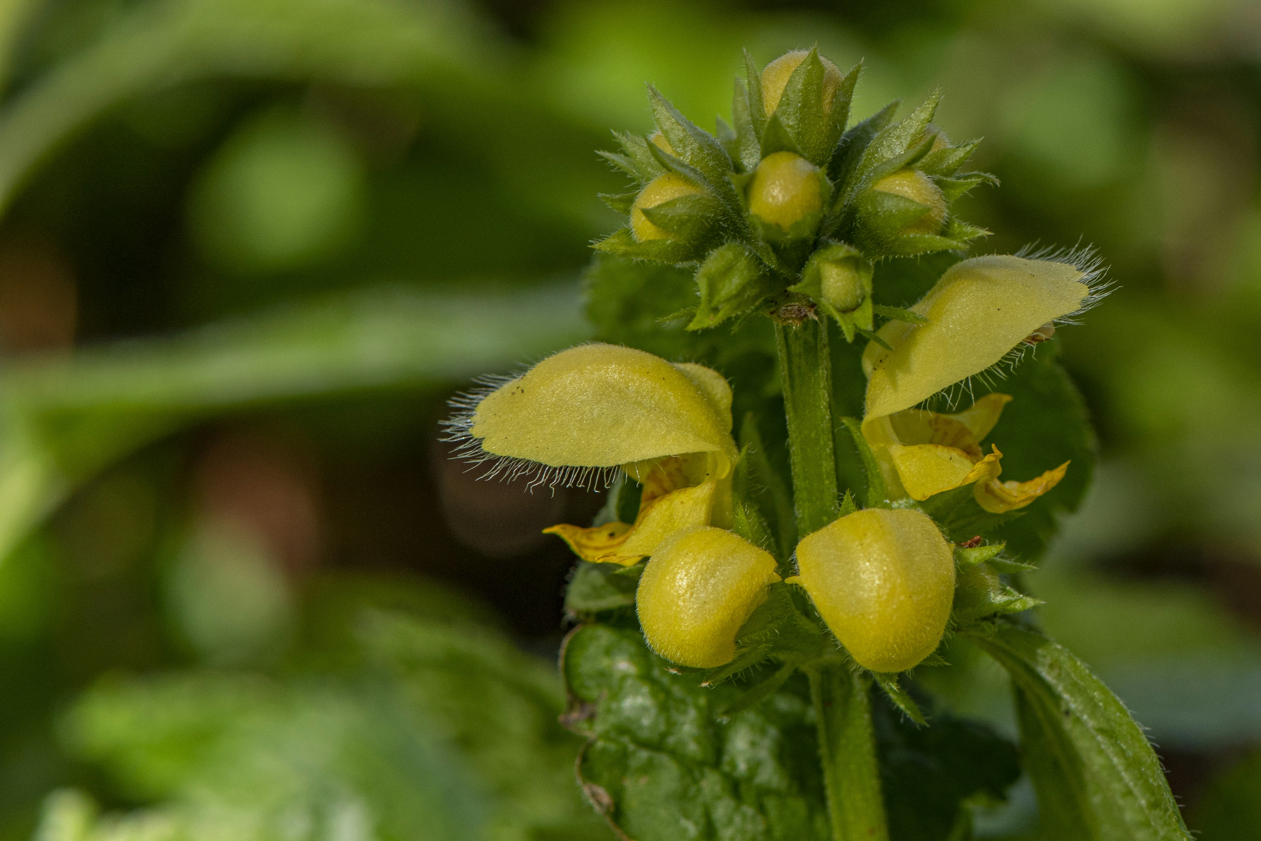 Un insecte sur une plante photo – Photo Royersford Gratuite sur Unsplash