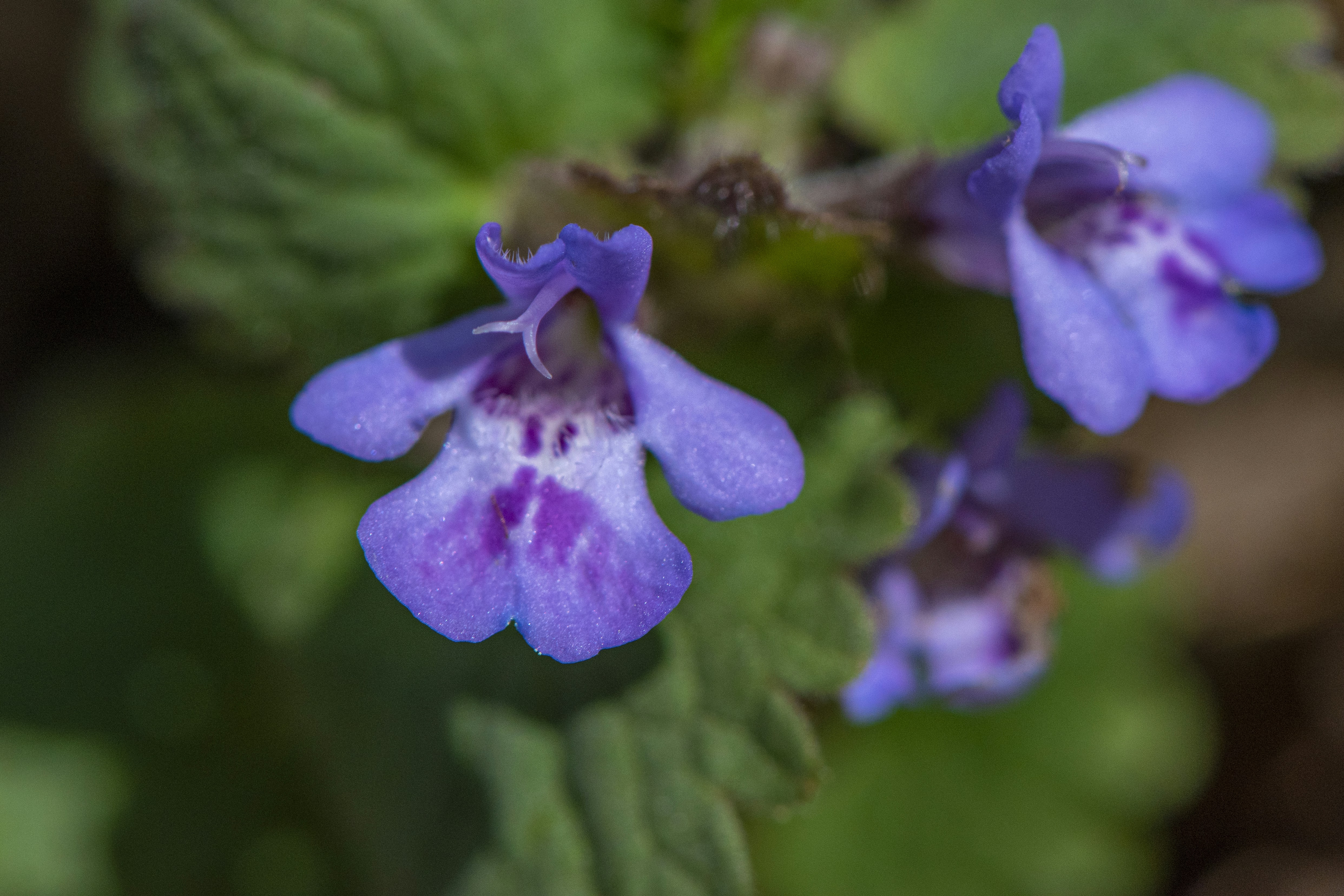 Violet Blossoms in Spring's Embrace
