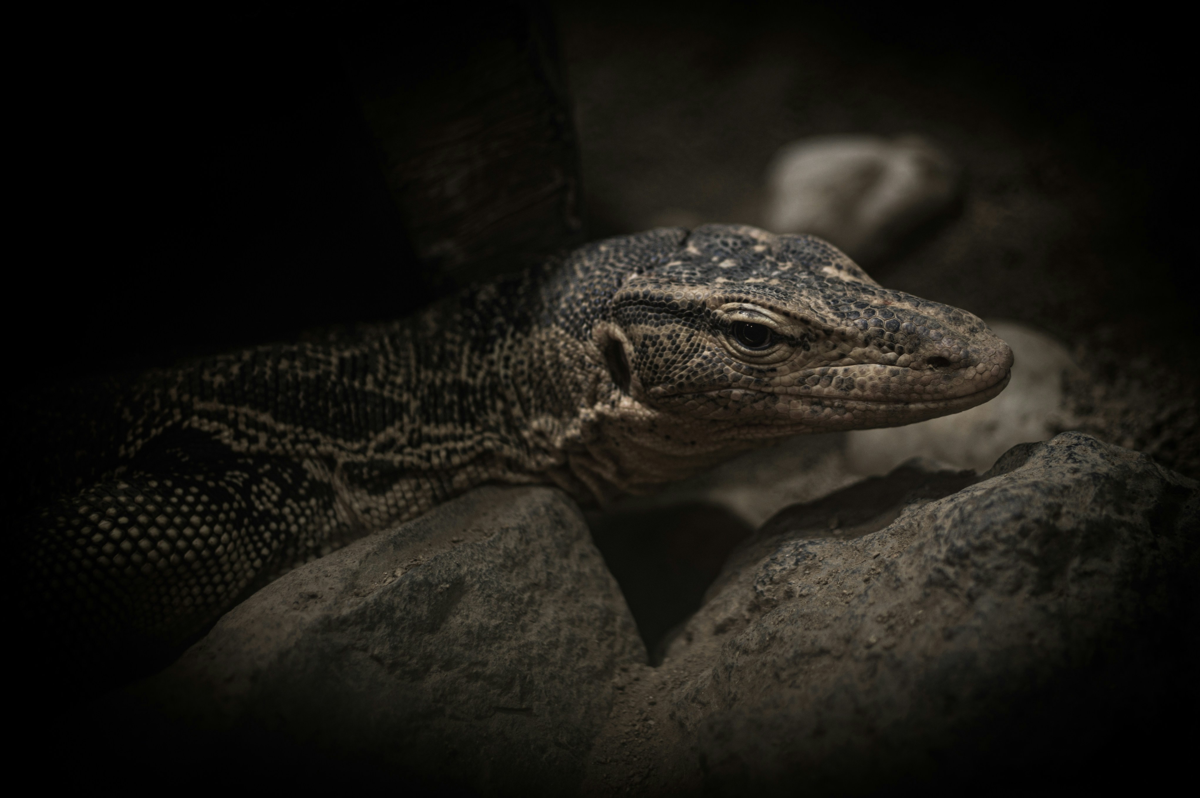 Shadowed Gaze Among Granite: Night Monitor Lizard