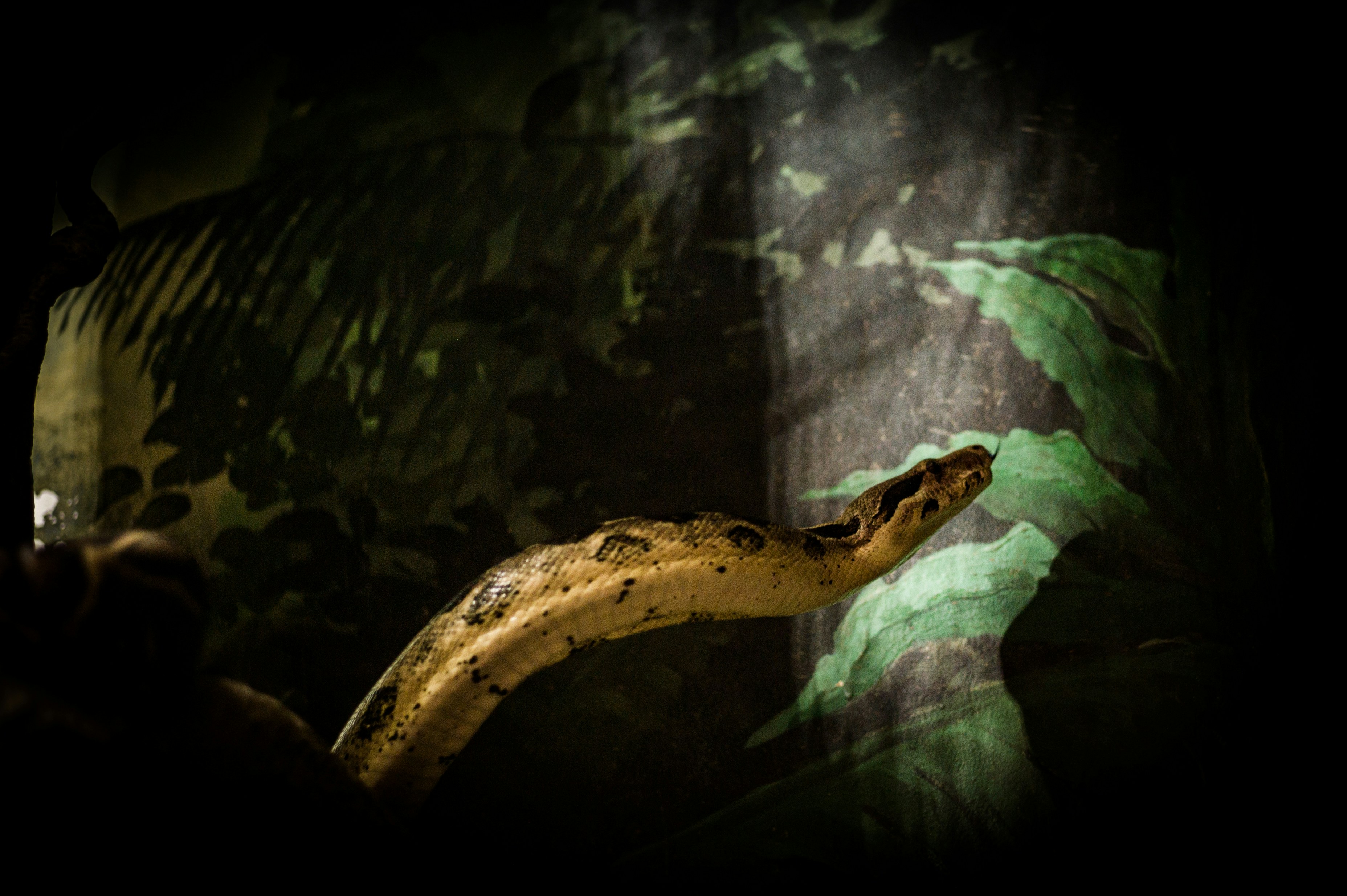 Amber-colored snake extends across a shadowed terrarium, with green leaves illuminated softly in the background.