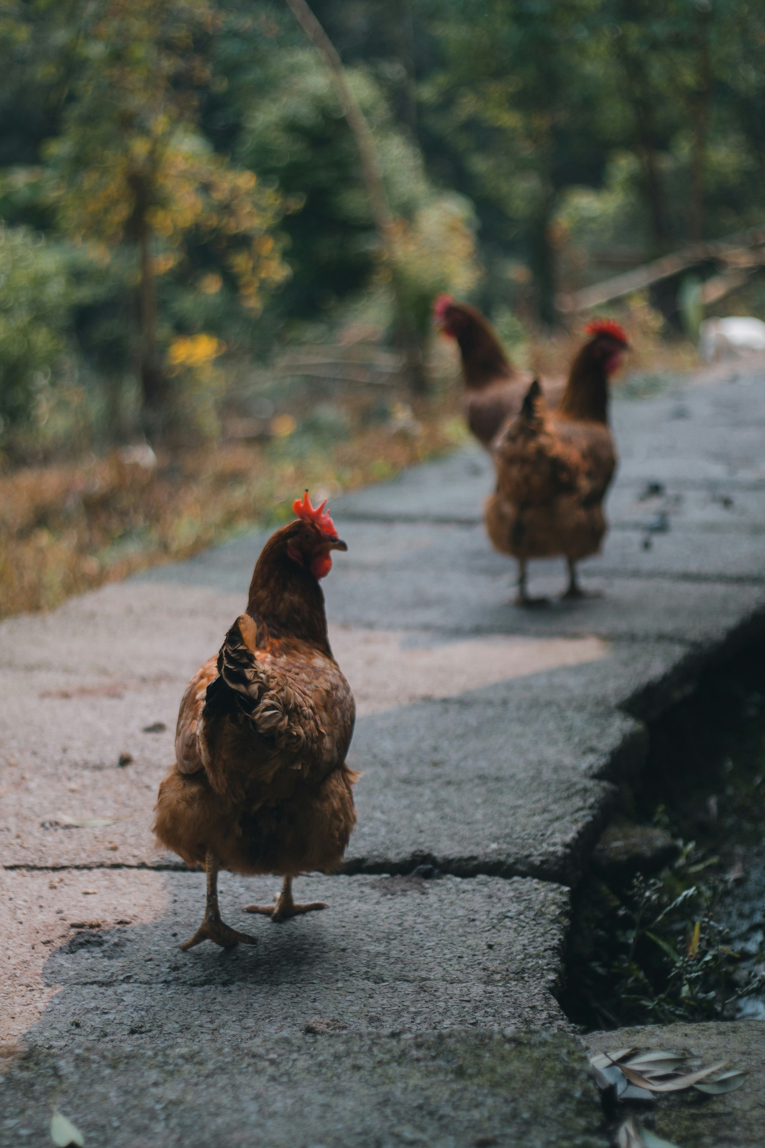 A group of chickens walking on a road photo – Free Grey Image on Unsplash