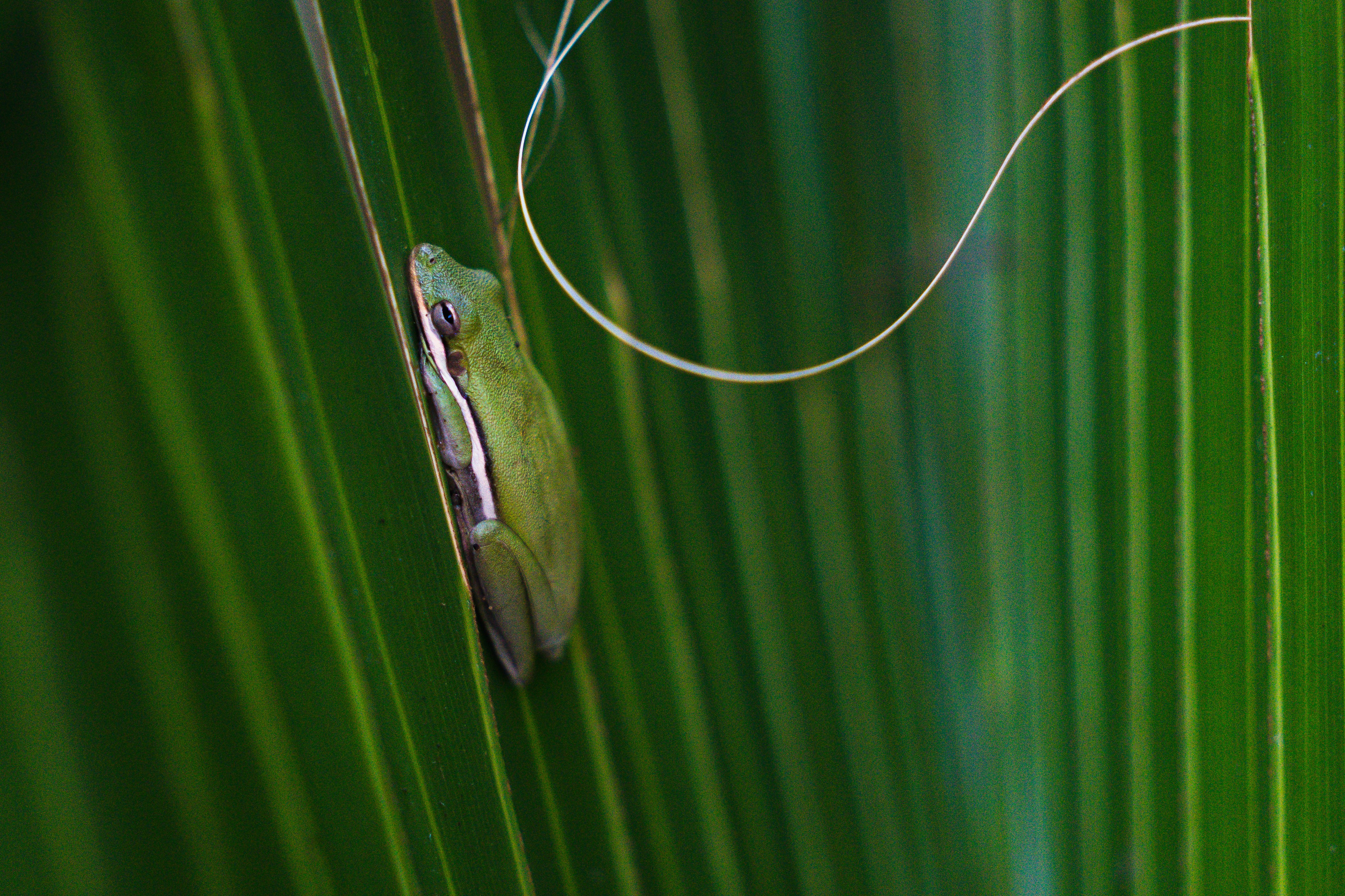 A snake on a leaf photo – Free Corkscrew swamp sanctuary Image on Unsplash