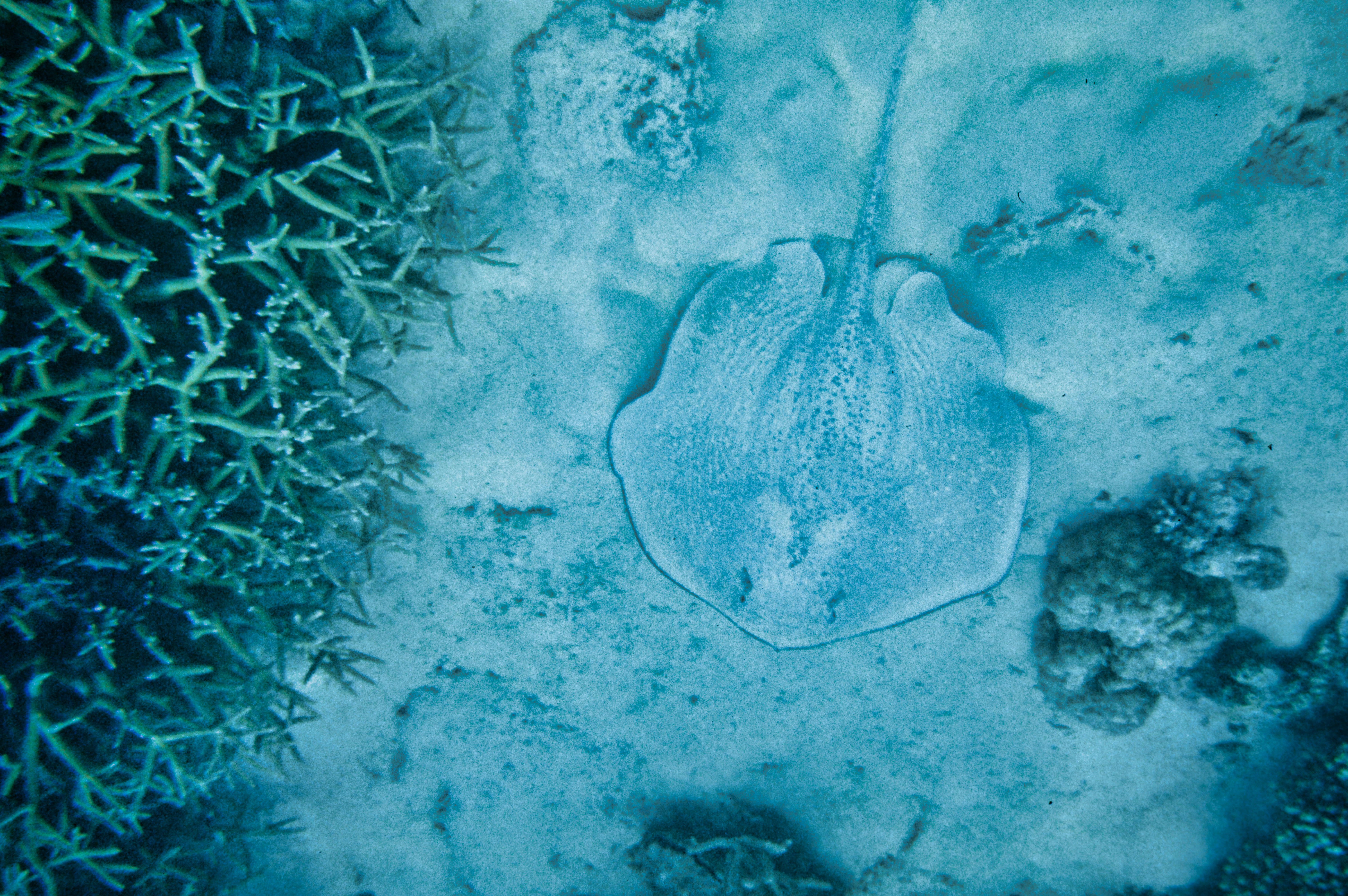 Blue-tinged Stingray on a Sandy Reef Canvas