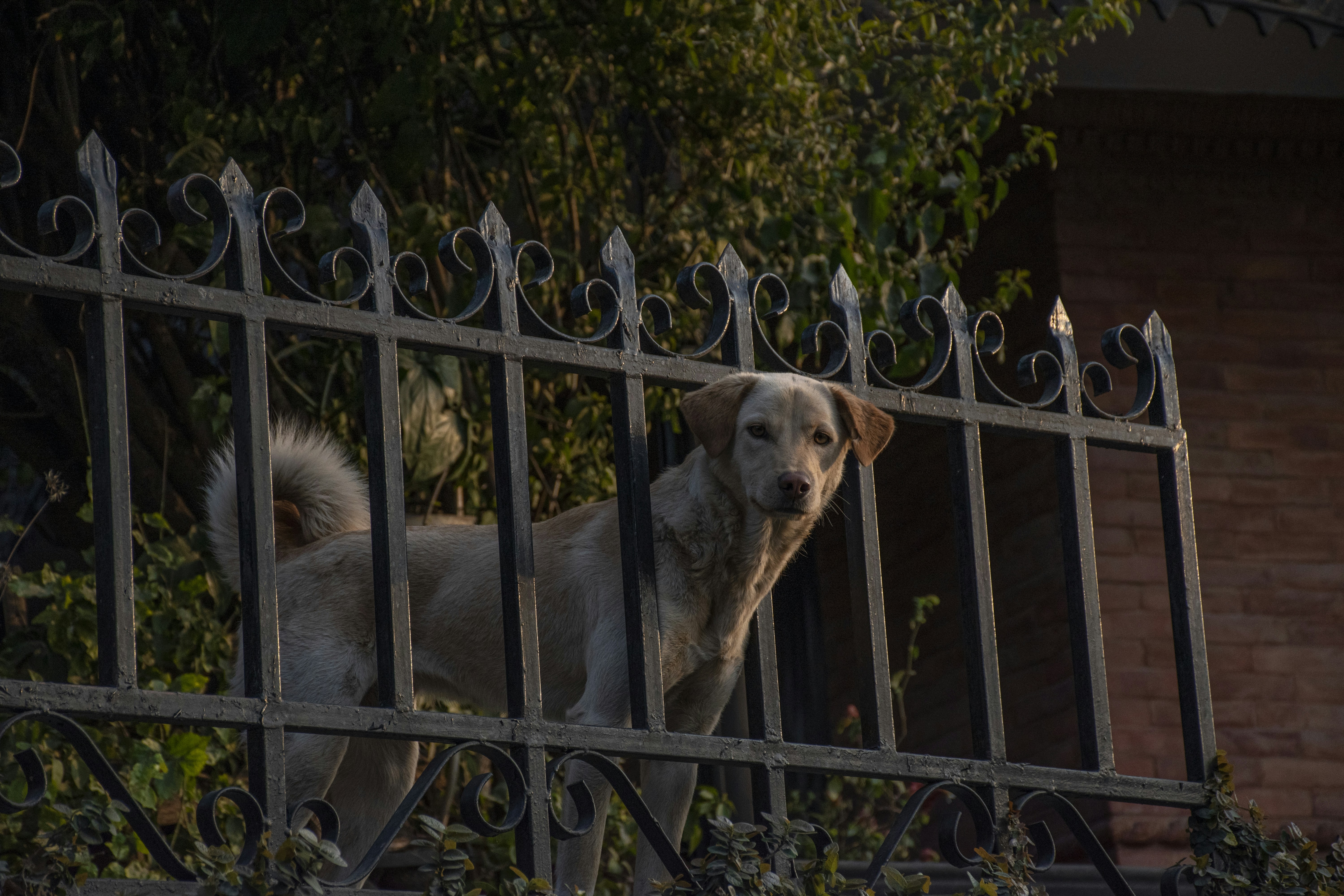 Dusk Watcher on Ironwork Balcony