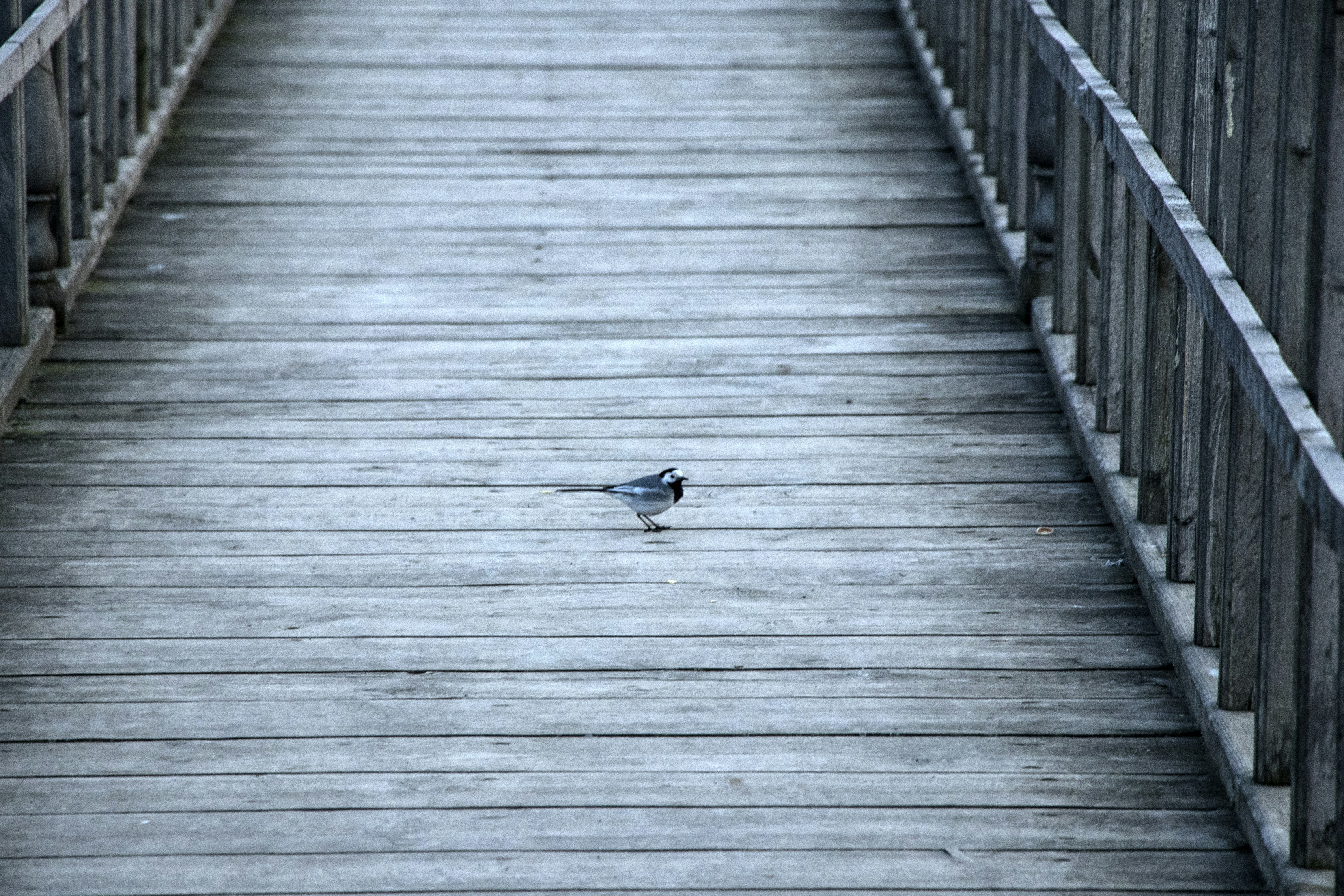 Hushed Path: A lone bird on a weathered boardwalk