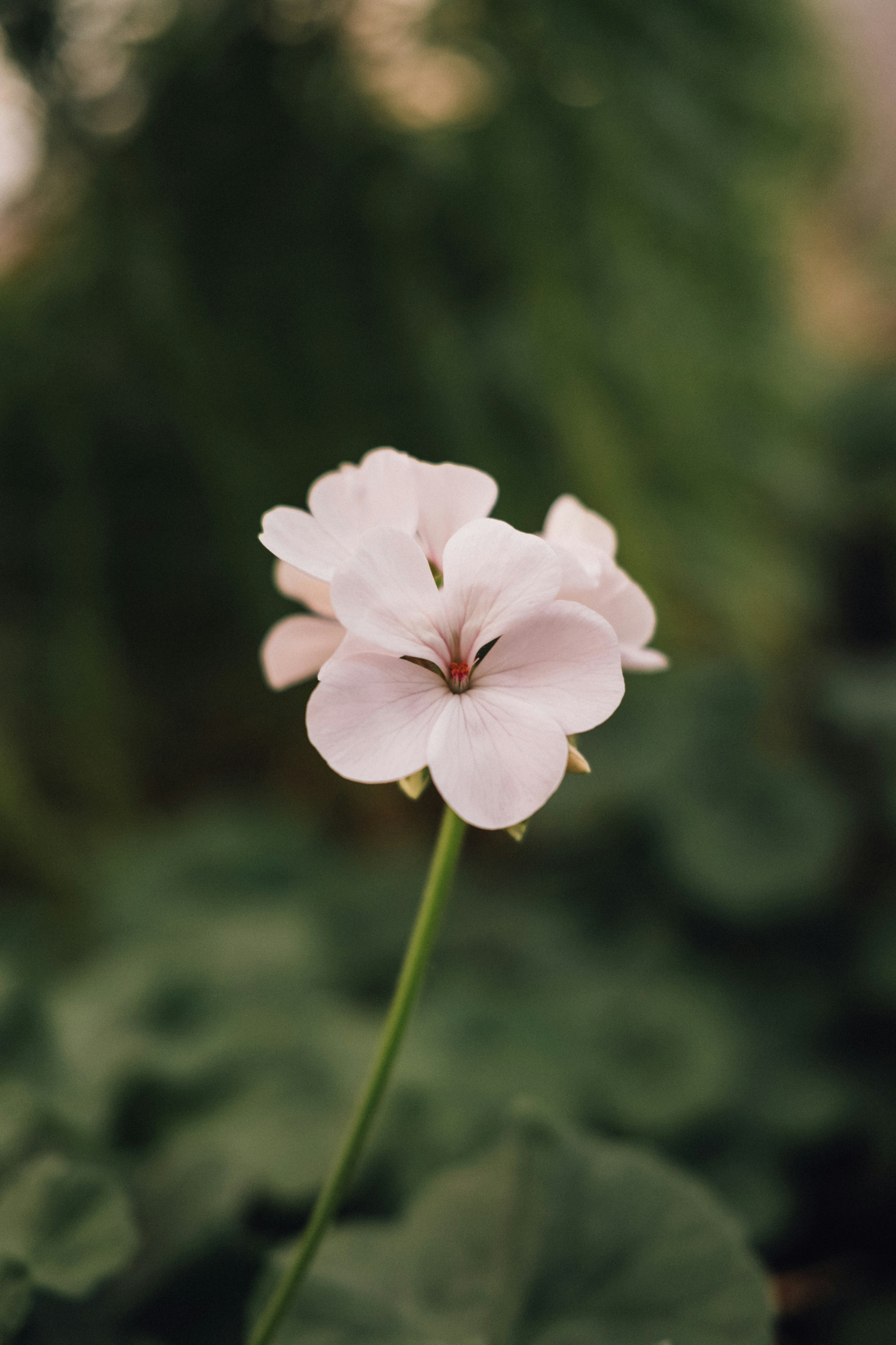 a close up of a flower