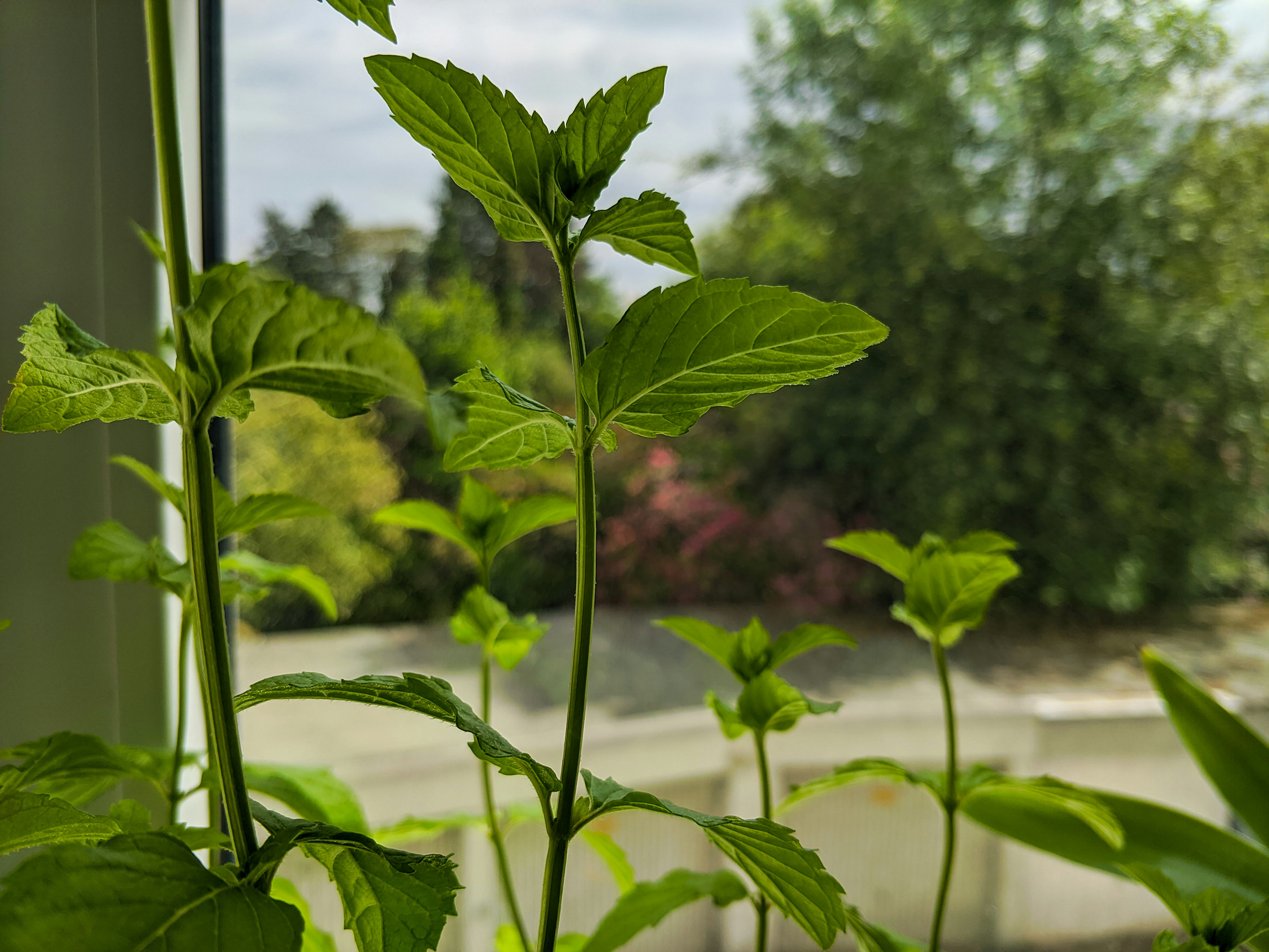 Fresh mint leaves basking in sunlight beside a window with a blurred garden backdrop.