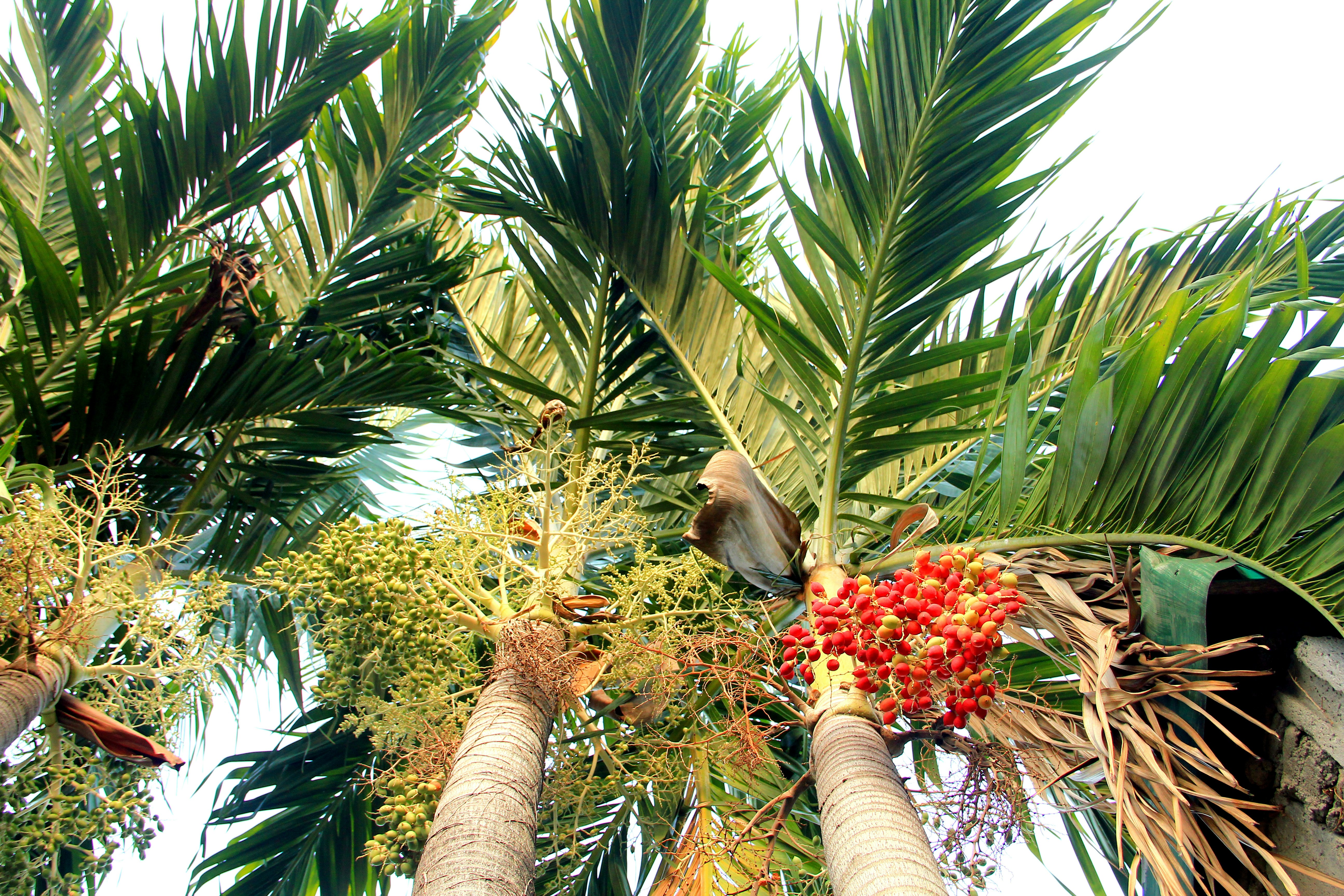 A vibrant display of palm trees bearing clusters of colorful fruits, with a bird perched among the leaves. The perspective captures the lushness of tropical flora.