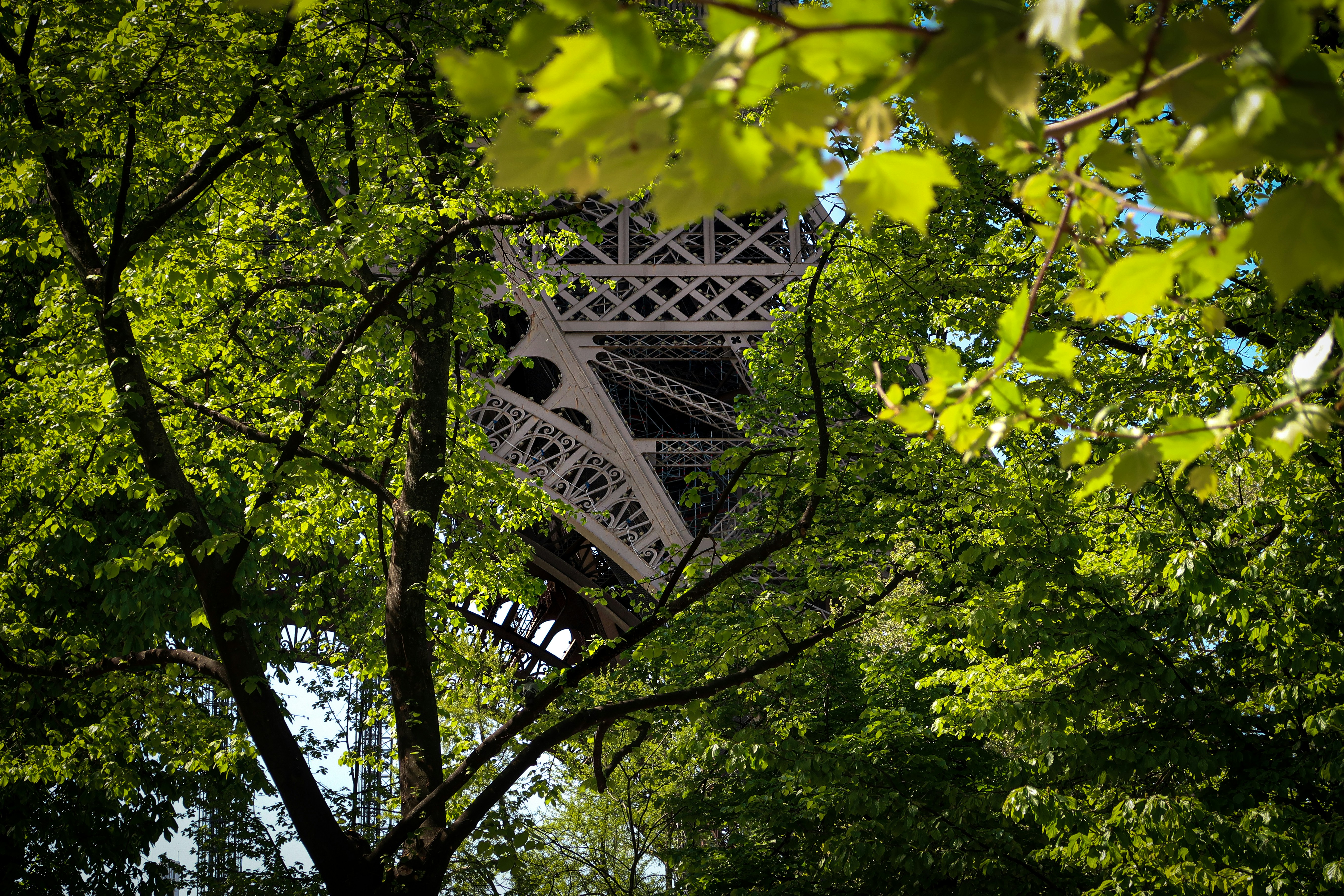 Hidden Ironwork Peering Through a Spring Canopy