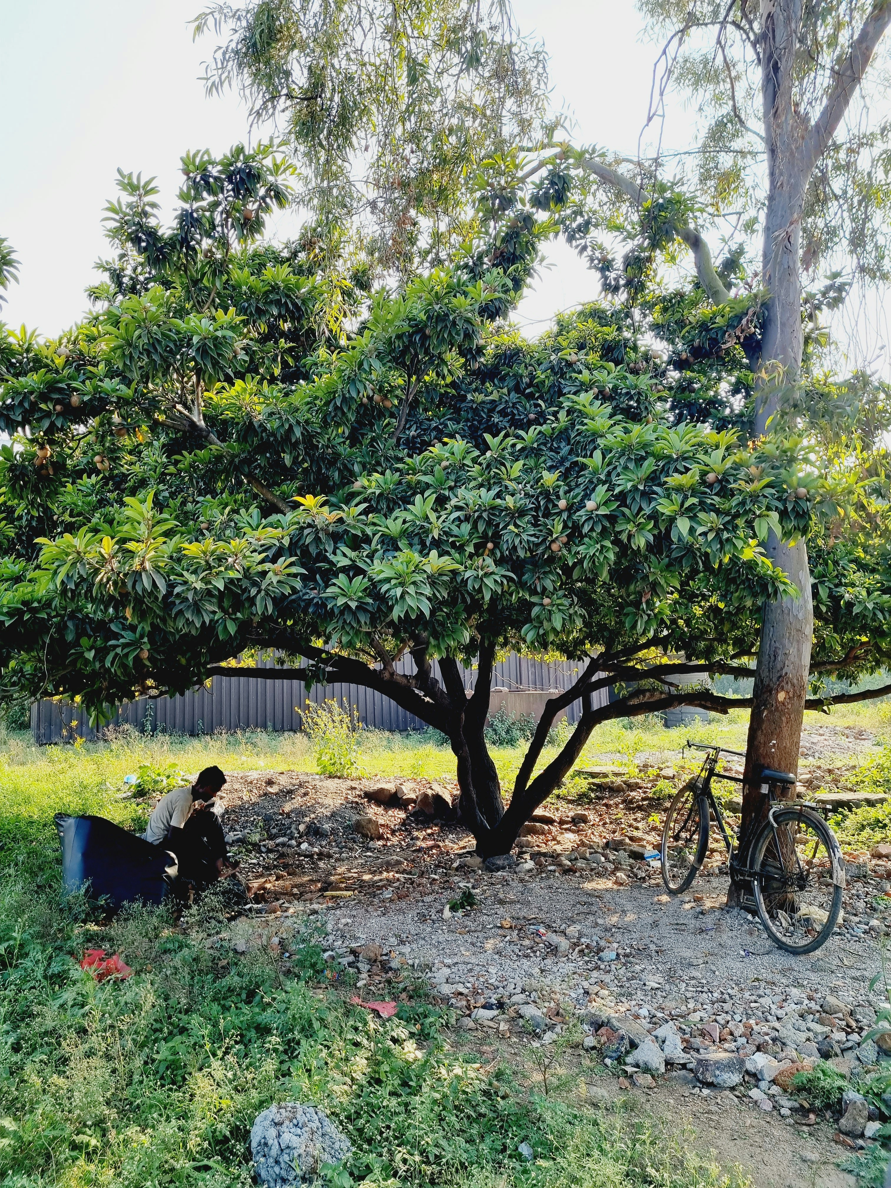 Beneath the Orchard Canopy: A Quiet Moment by the Tree and Bicycle