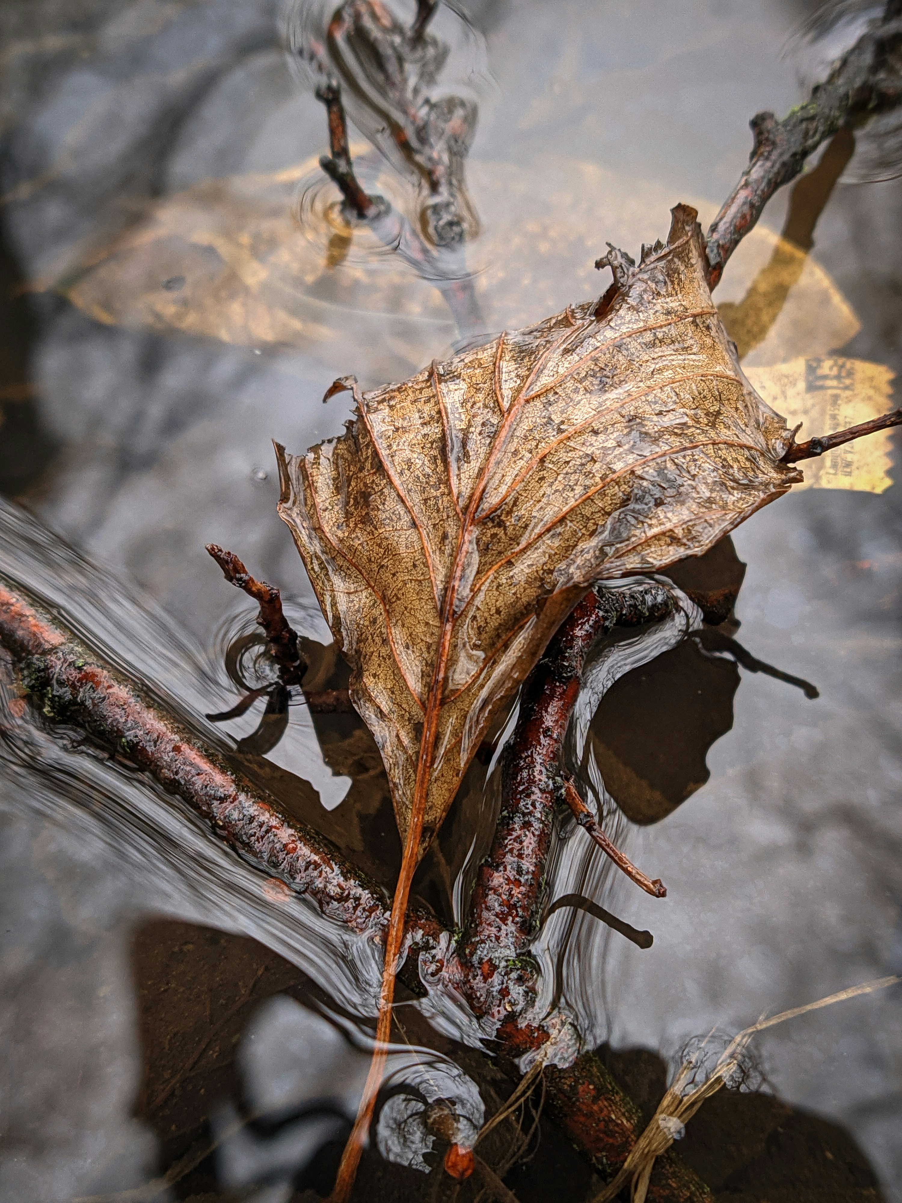 Rooted in Silence: A Leaf and Branch in Quiet Water